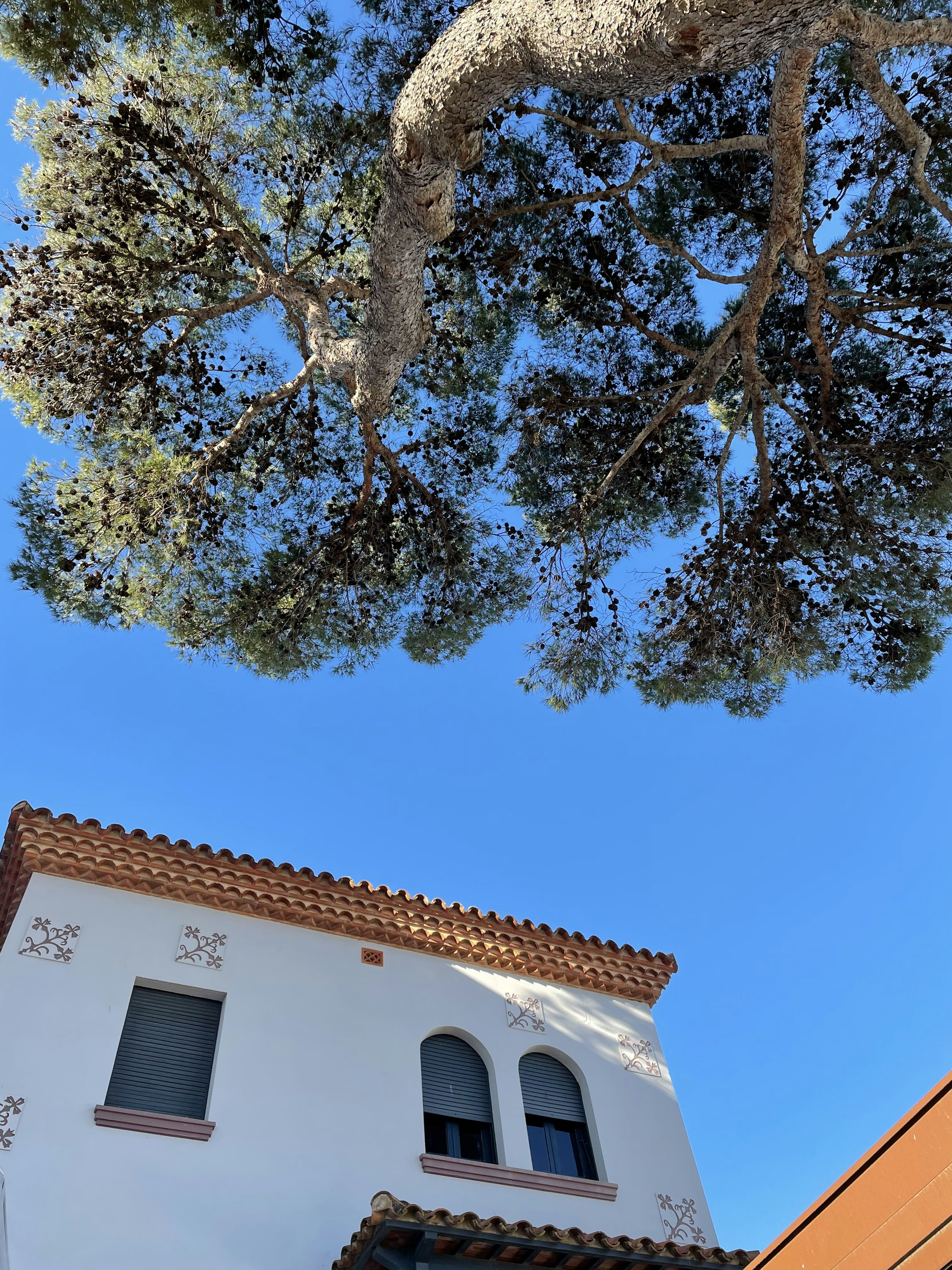 Lush tree branches stretch across a clear blue sky, framing a charming building with decorative elements. The scene captures a peaceful blend of nature and architecture.