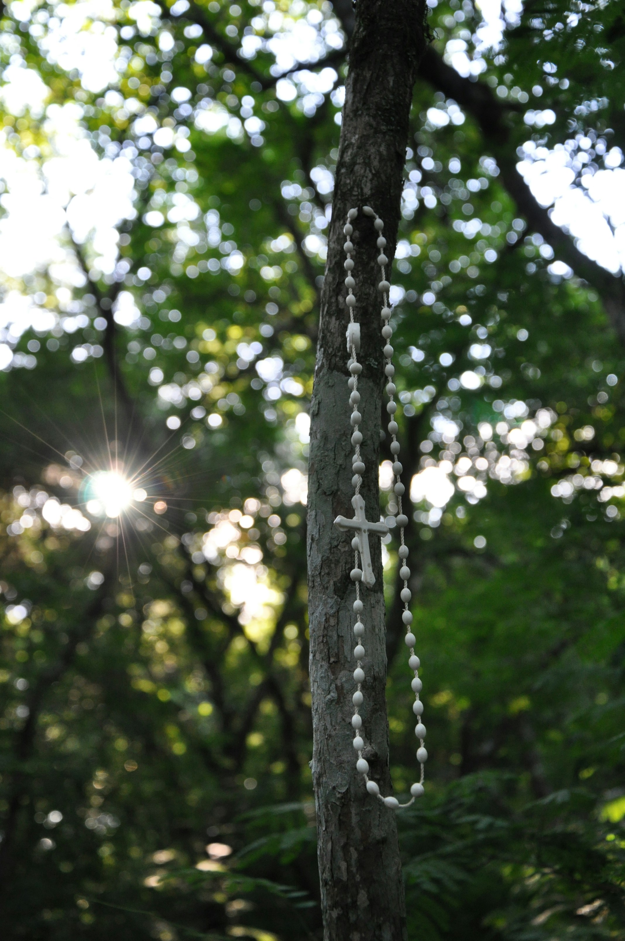 A white rosary hangs from a tree trunk, softly illuminated by sunlight filtering through the lush green foliage. The scene evokes a sense of tranquility and spirituality.