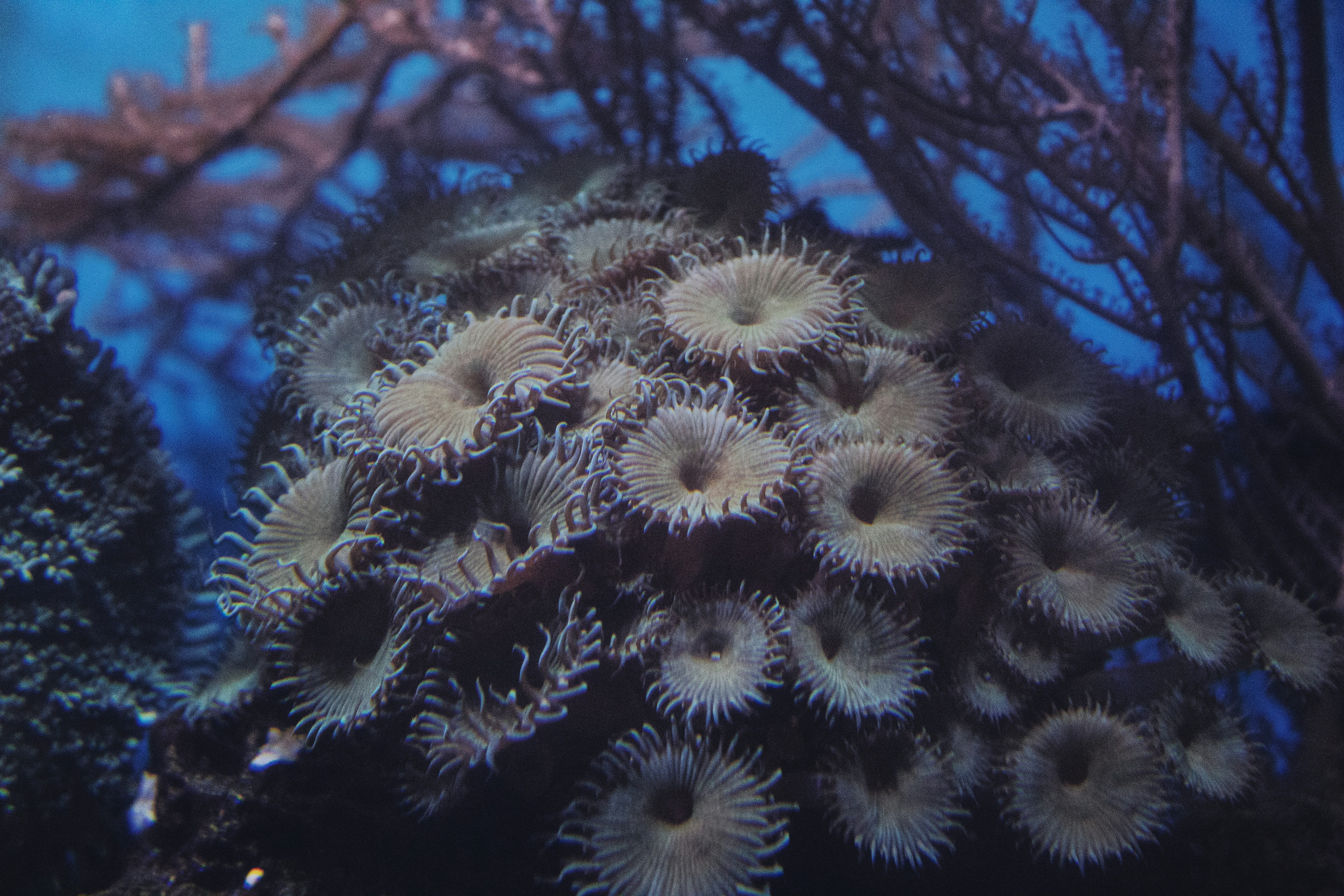 Underwater Coral Symphony