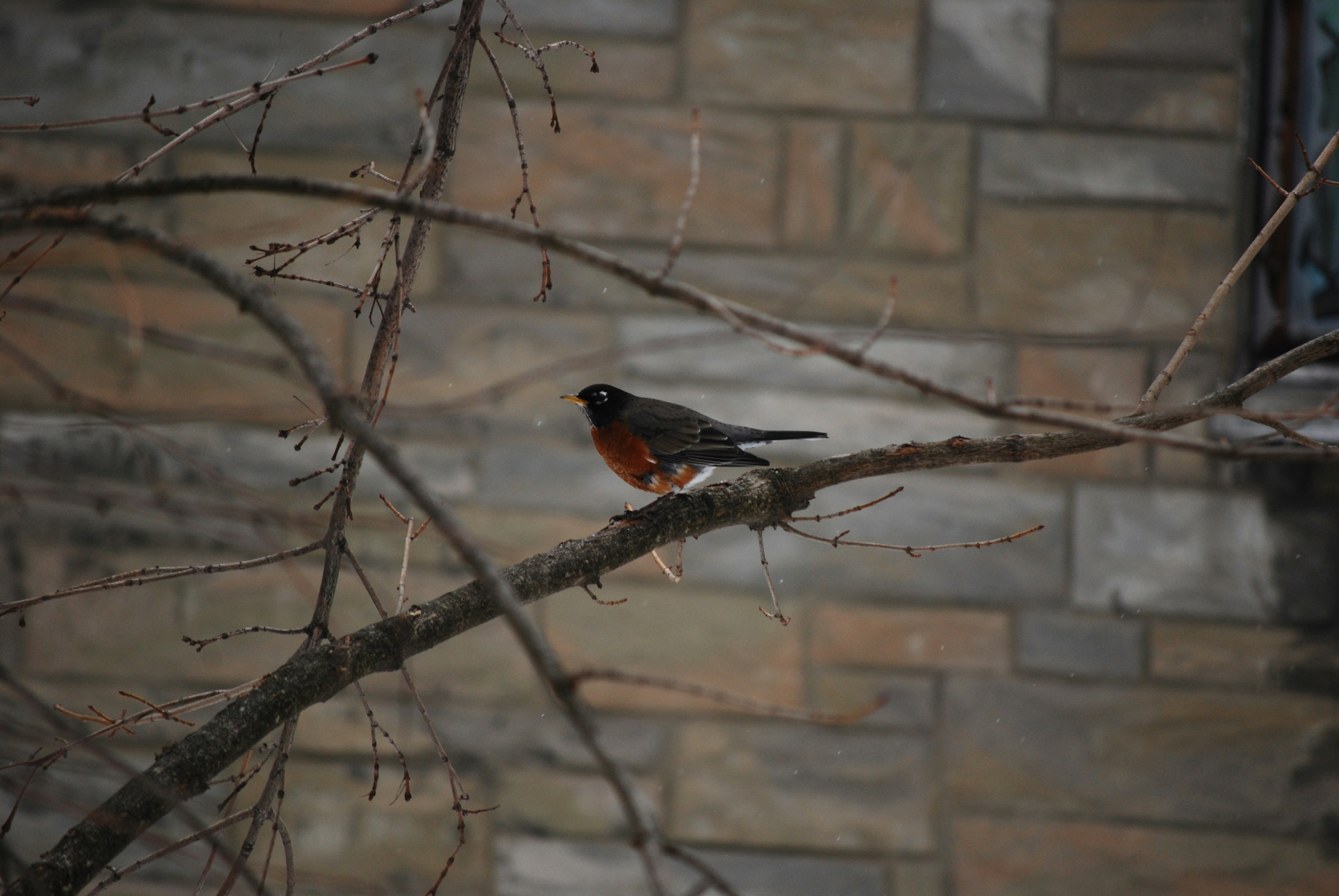 Robin on a Quiet Branch Framed by a Weathered Stone Wall
