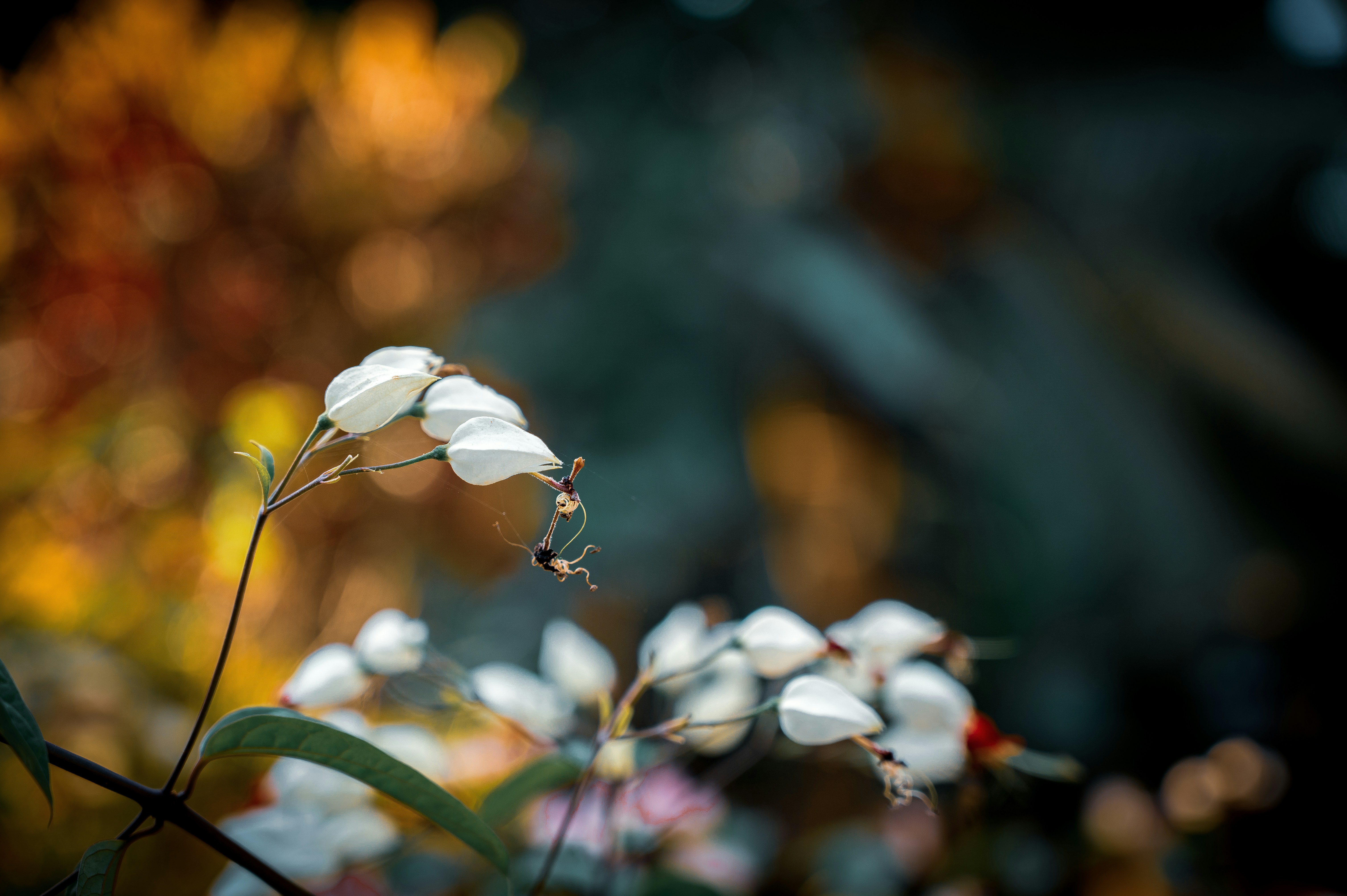 Delicate white flowers gracefully sway amidst a blurred backdrop of vibrant foliage, highlighting nature's intricate beauty.