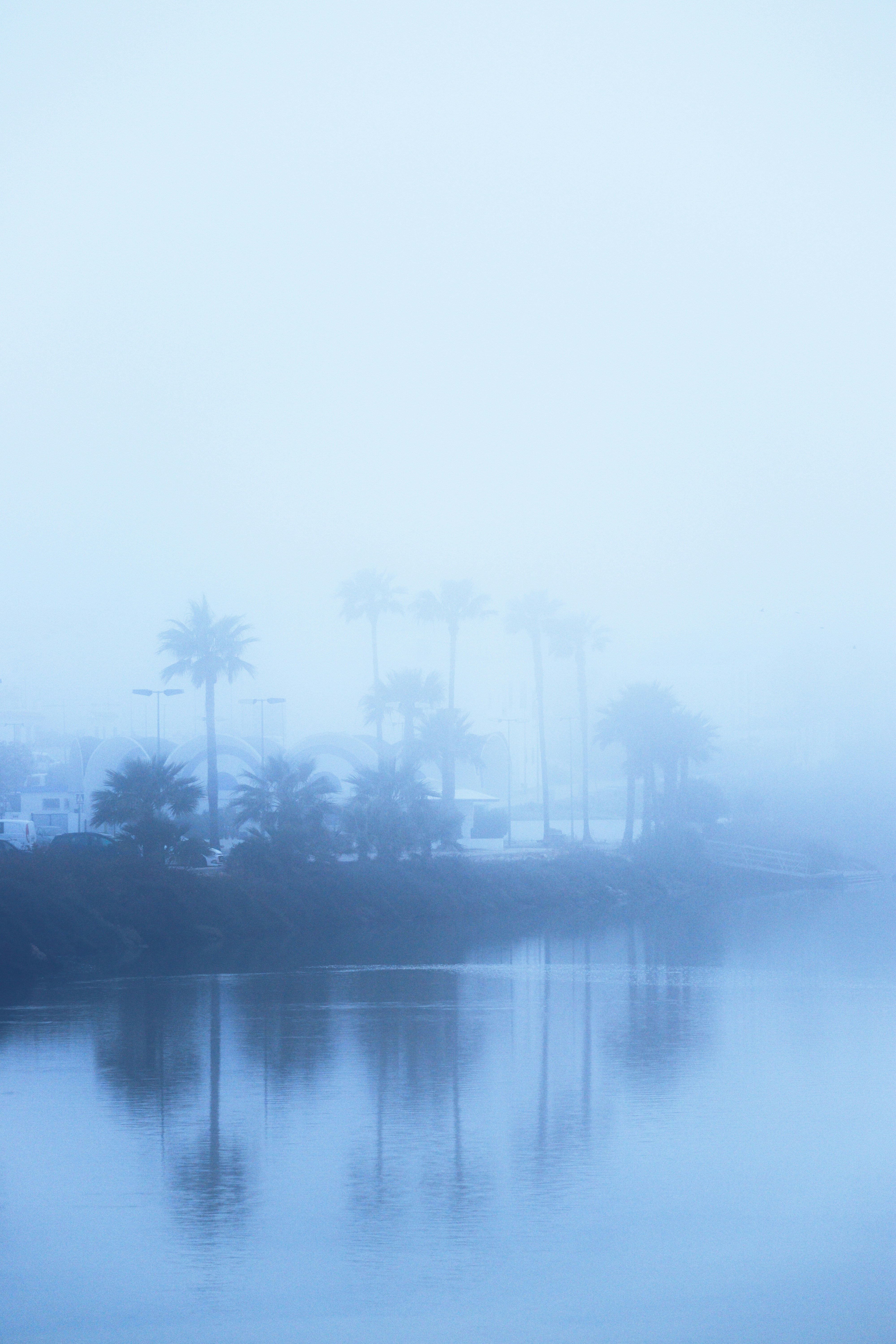 Pale Blue Mist Over a Palm-Rimmed Shore