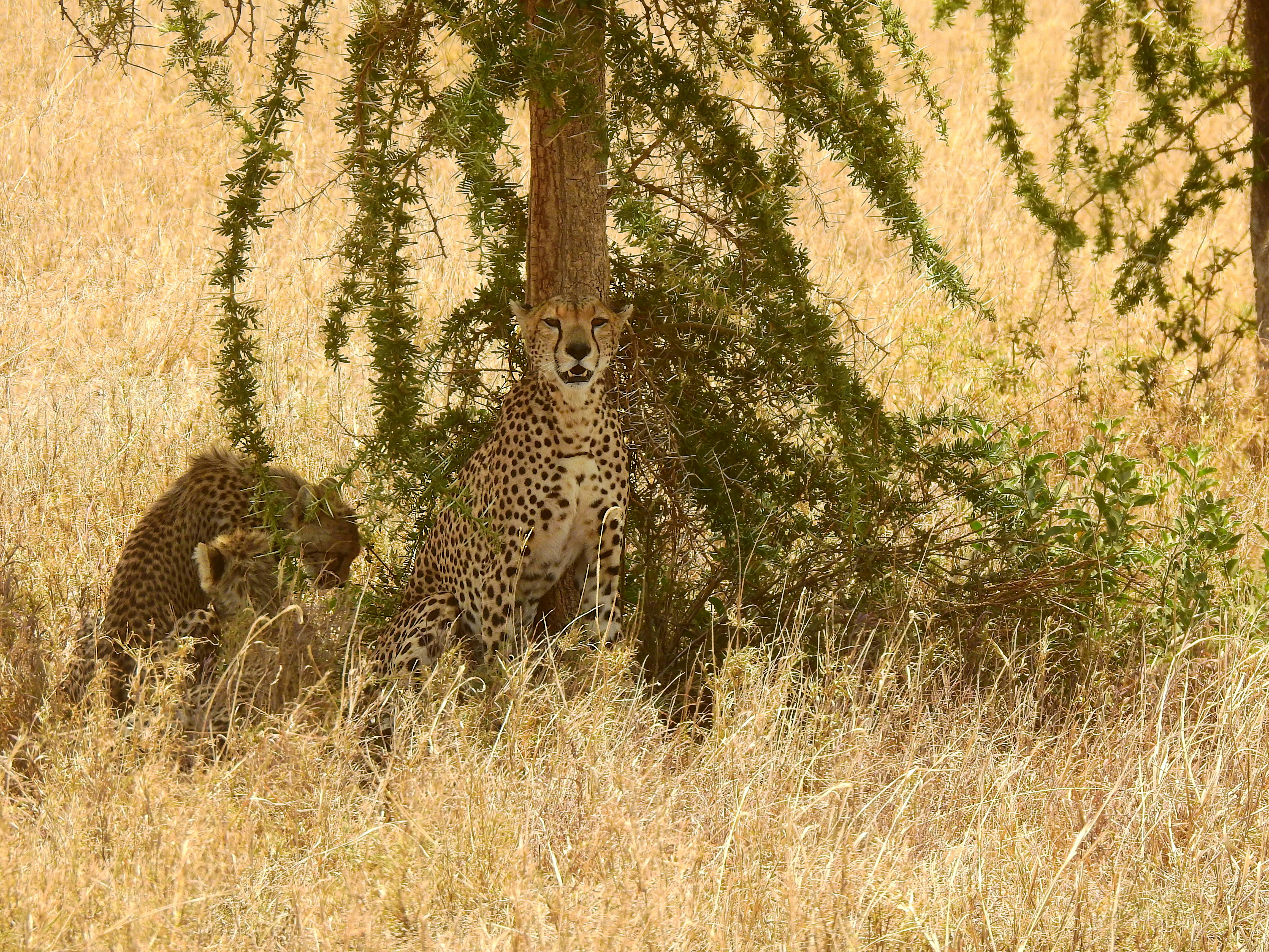 A couple of cheetah sitting under a tree photo – Free Animal Image on ...