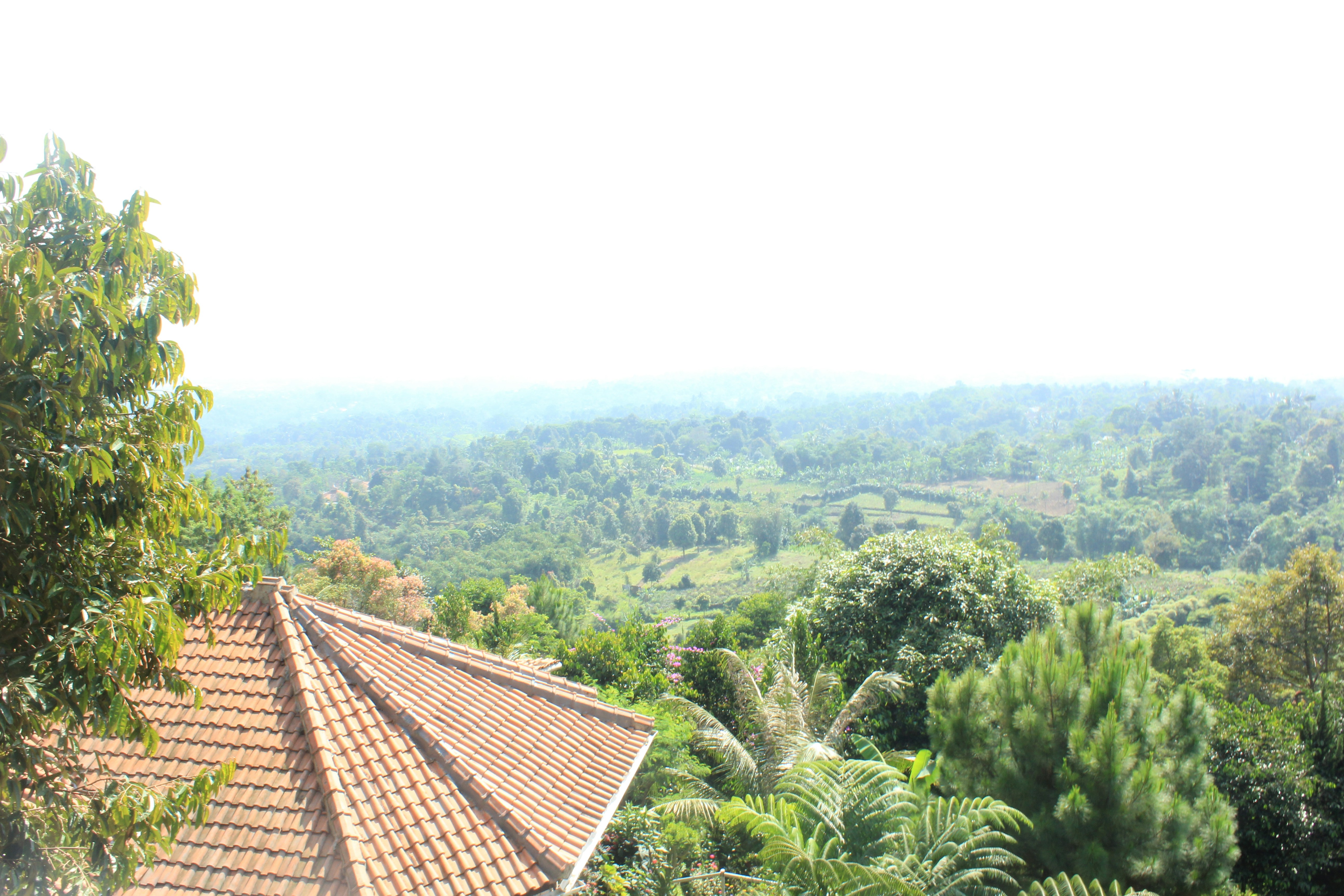 Lush green landscape stretching into the distance, framed by a terracotta-roofed house and vibrant foliage. The scene captures the tranquility of rural life.