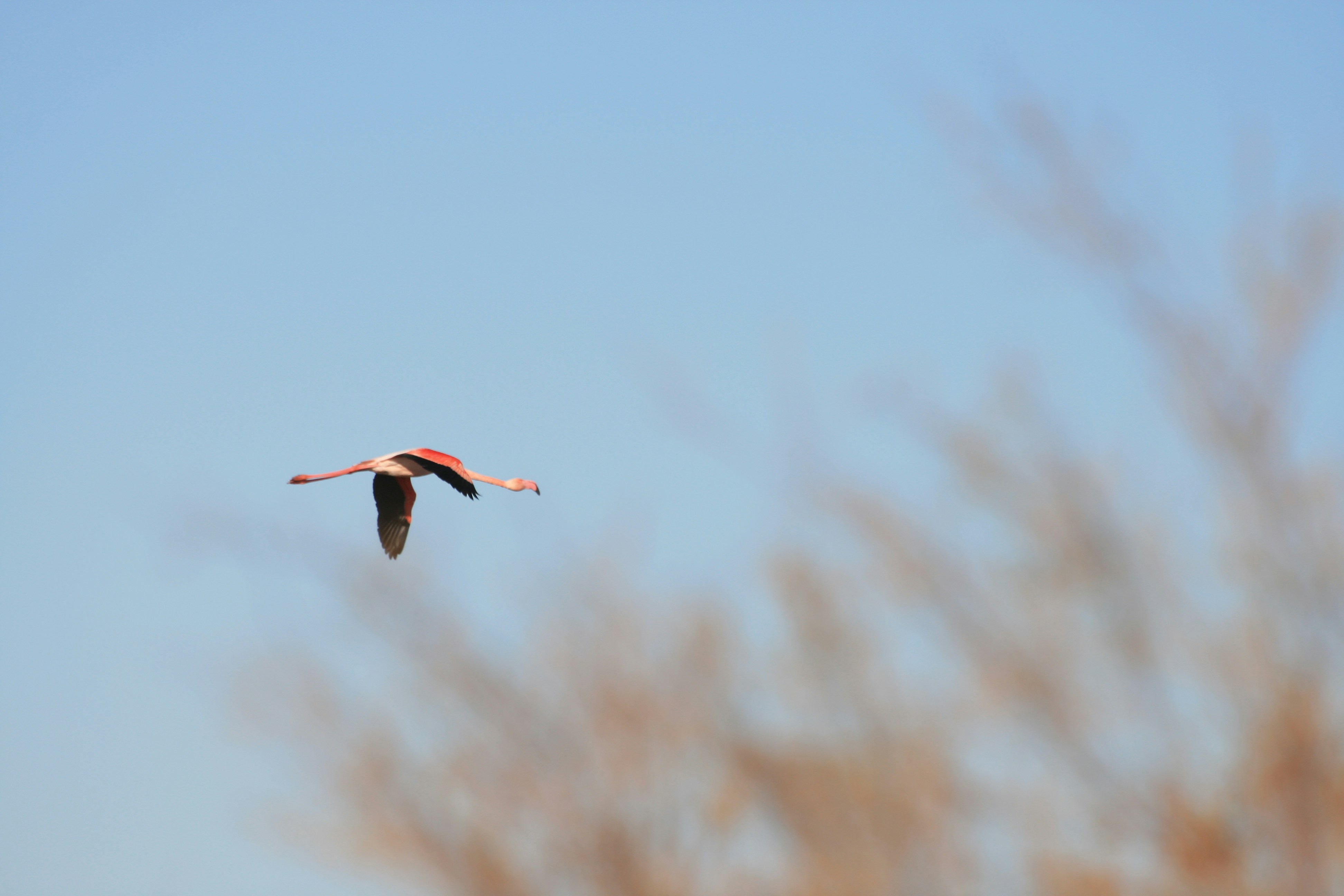 Solitary Flight Over Camargue Skies