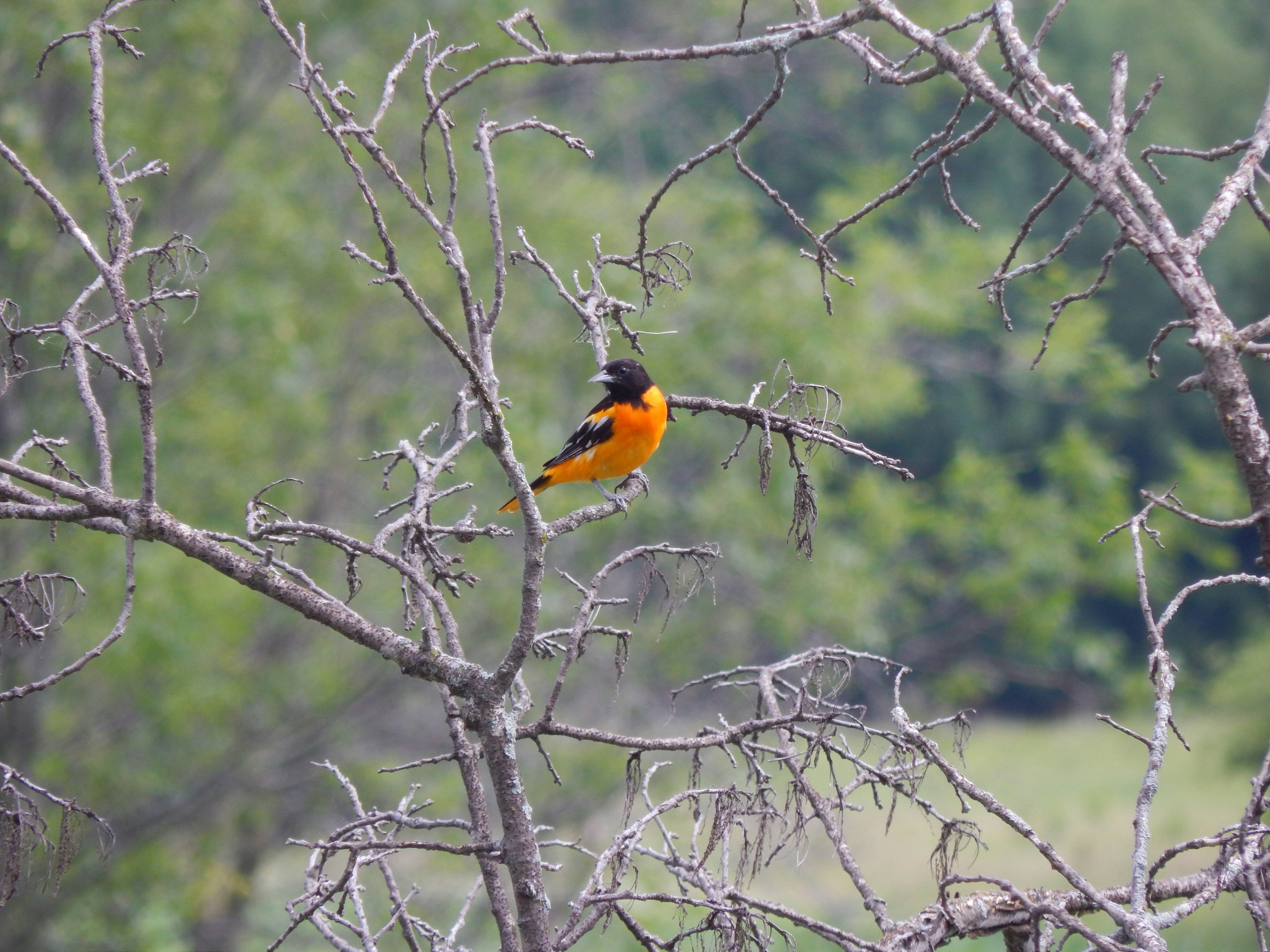 An oriole perched gracefully on a bare branch, surrounded by a lush green backdrop. The vivid orange and black plumage stands out against the muted tones of the twigs.