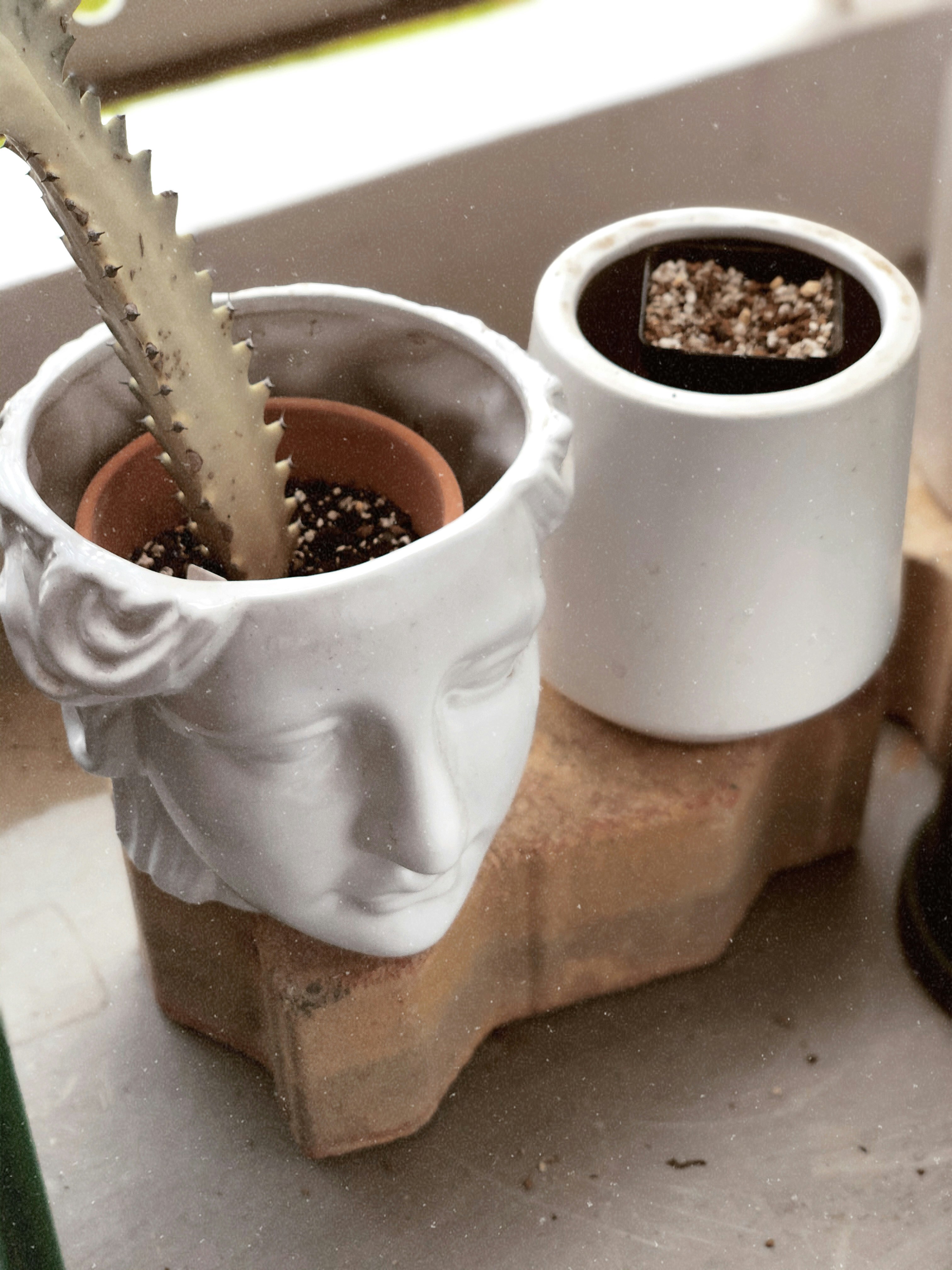 A unique ceramic planter shaped like a face holds a cactus, accompanied by a simple white pot with soil. The scene blends artistic design with nature.