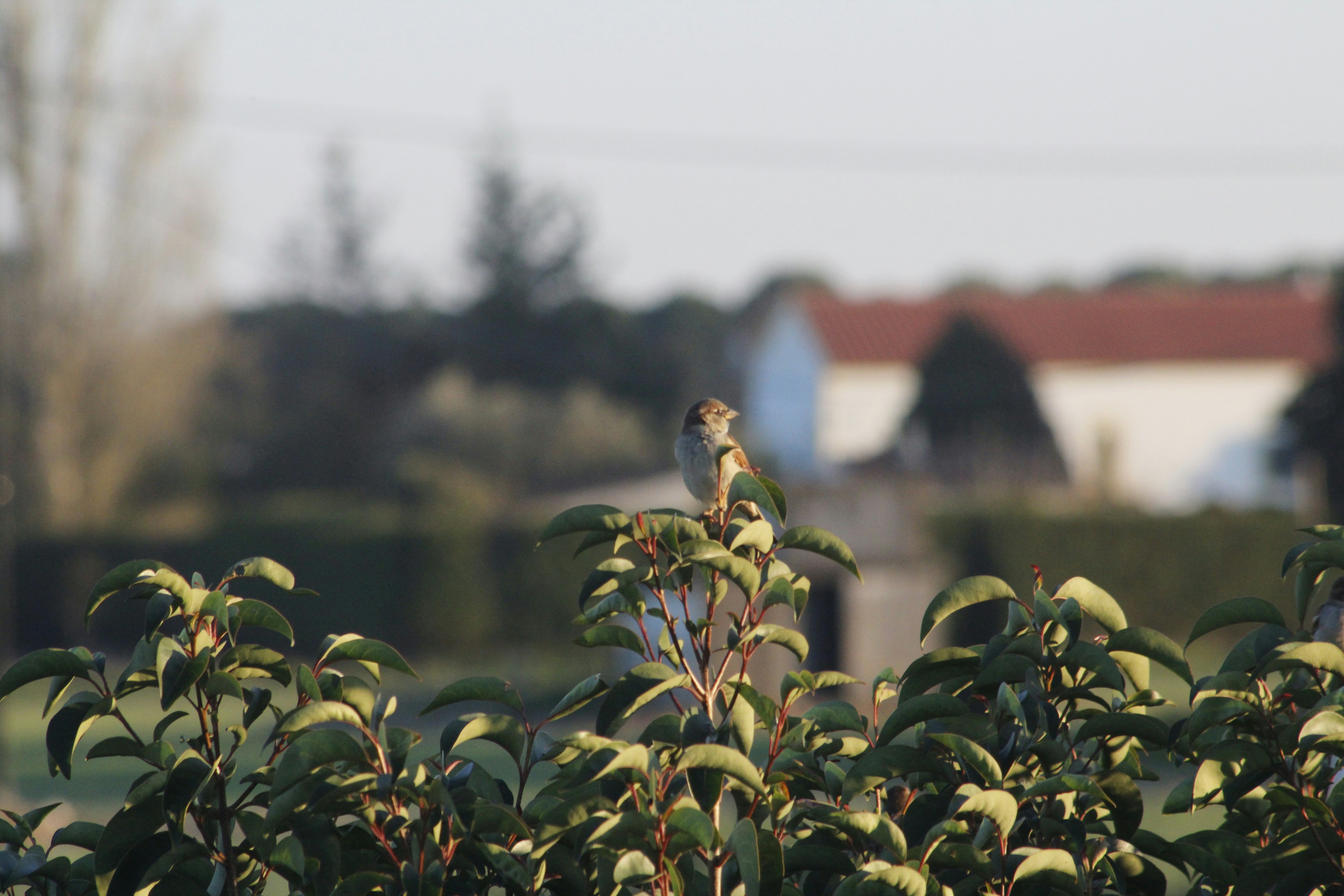 Tiny King on a Hedge: A Solitary Songbird with a Soft Suburban Backdrop