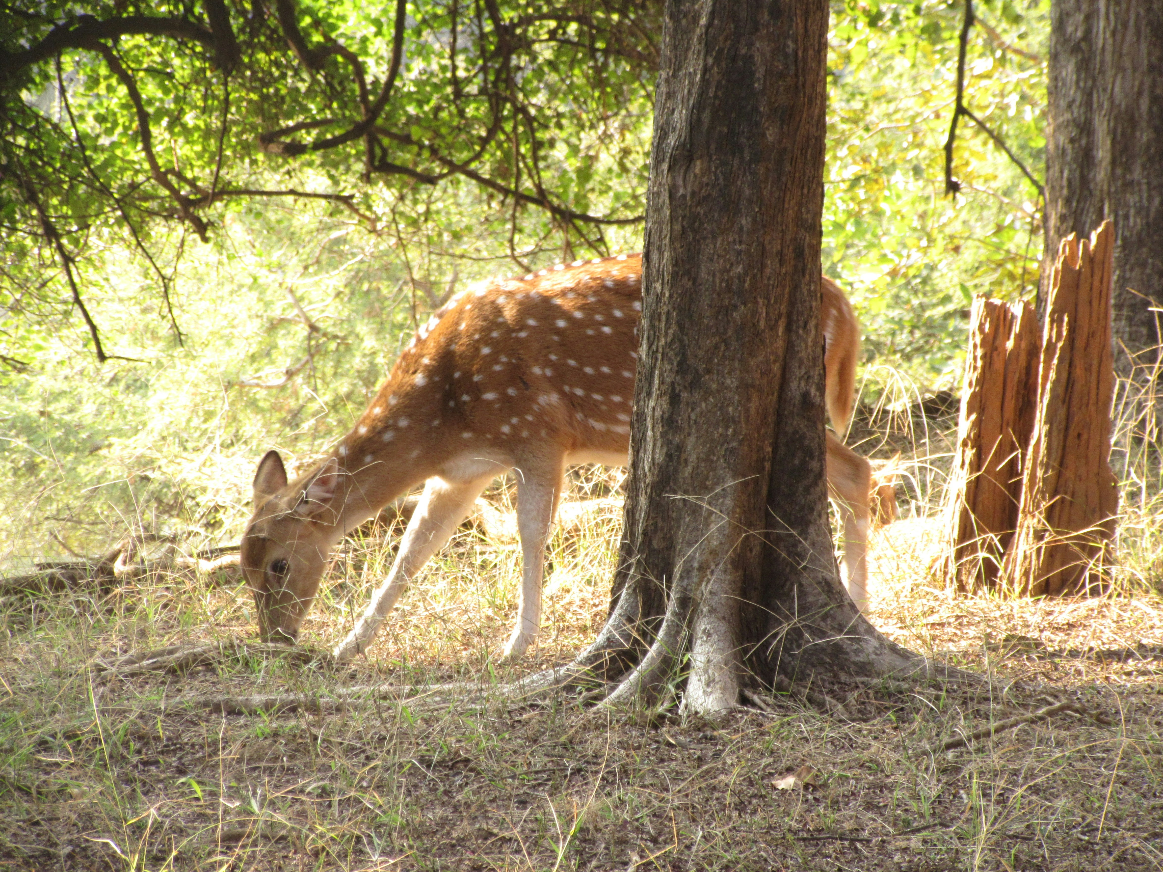 A white-spotted deer grazes in a sunlit, dappled forest clearing among trees.