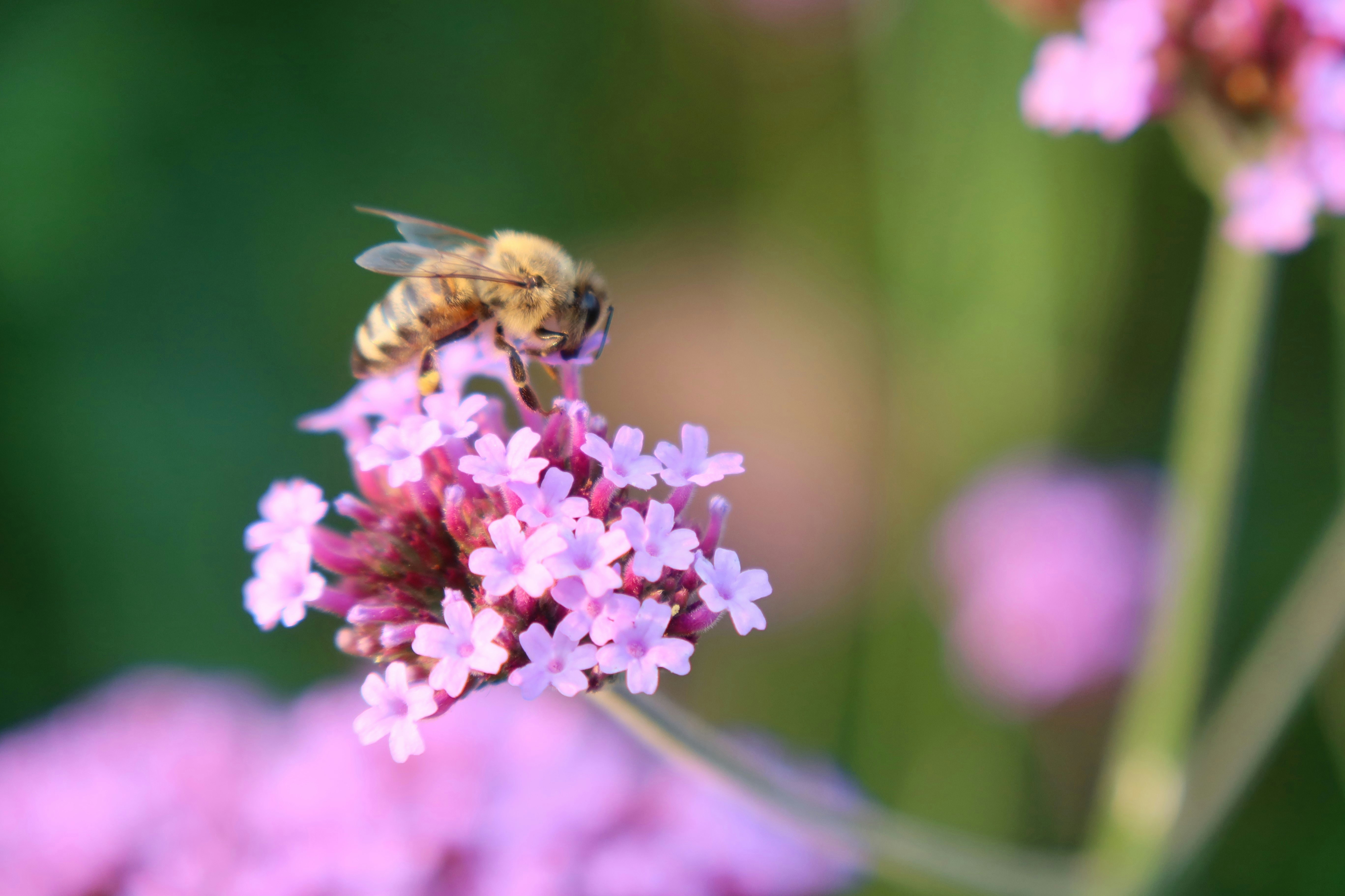 Honey bee collecting nectar from vibrant pink flowers in a sunlit garden.