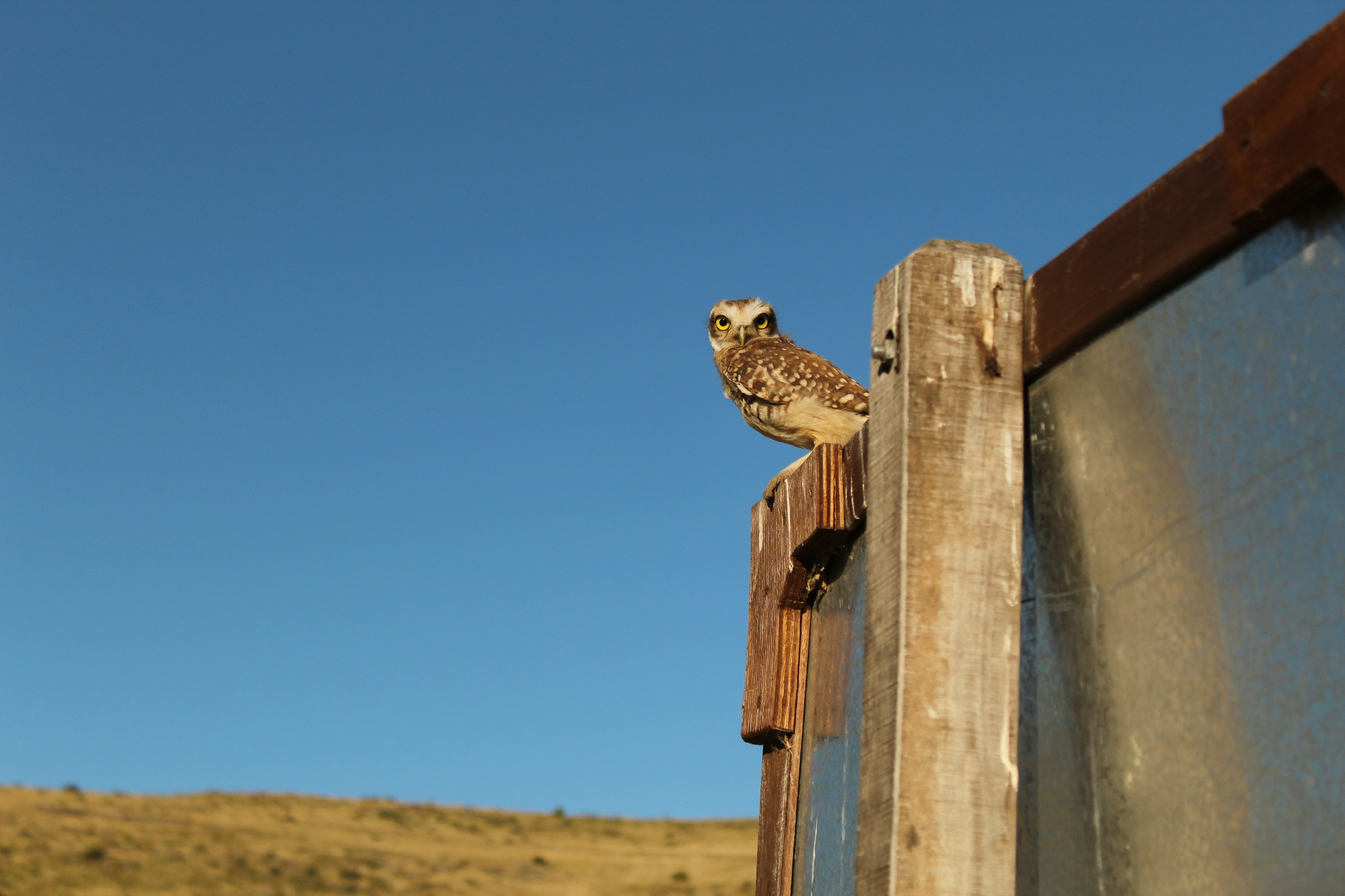 an owl sitting on top of a wooden fence