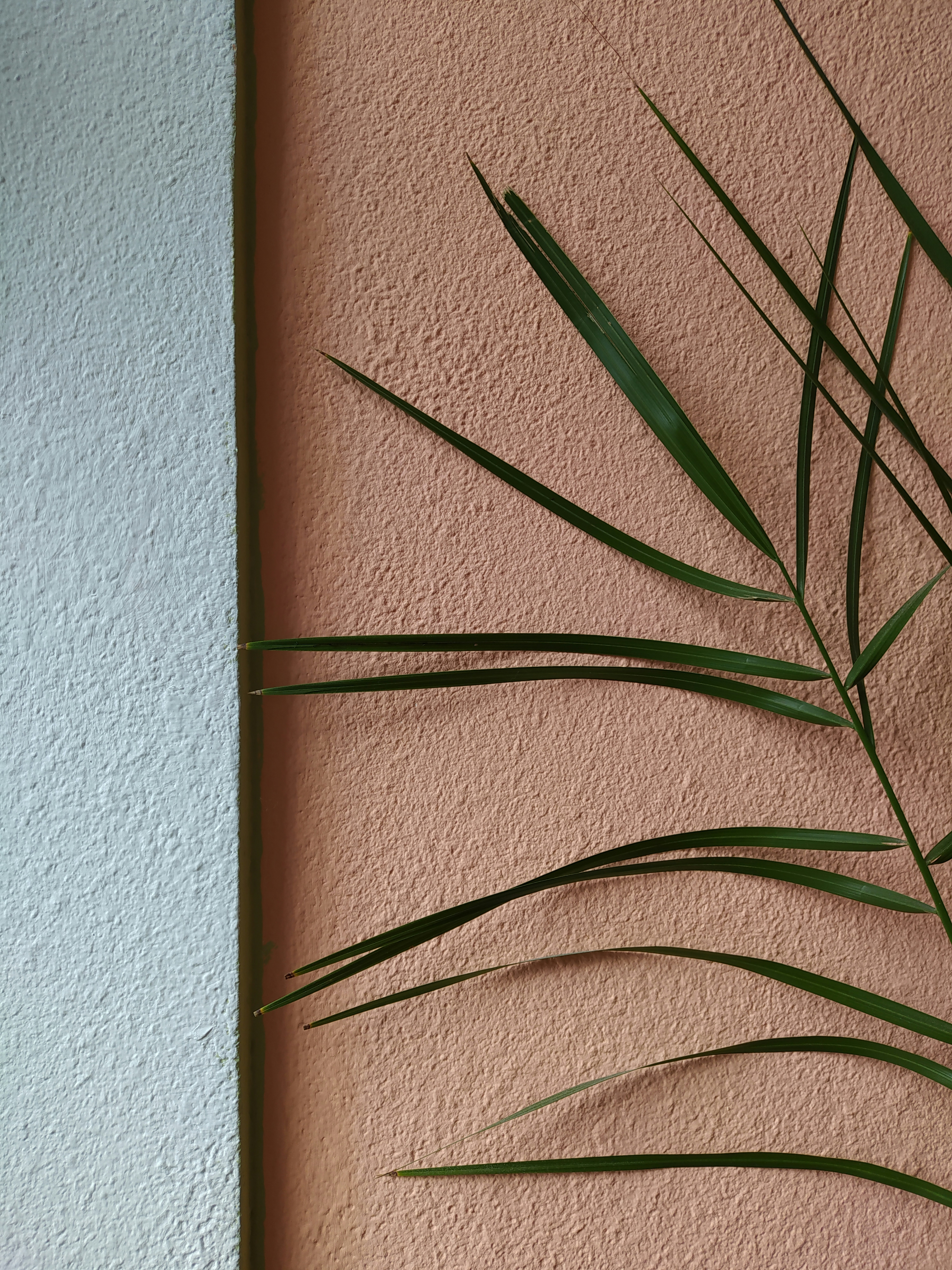 Delicate green leaves juxtaposed against a textured peach wall, creating a harmonious blend of natural and architectural elements.