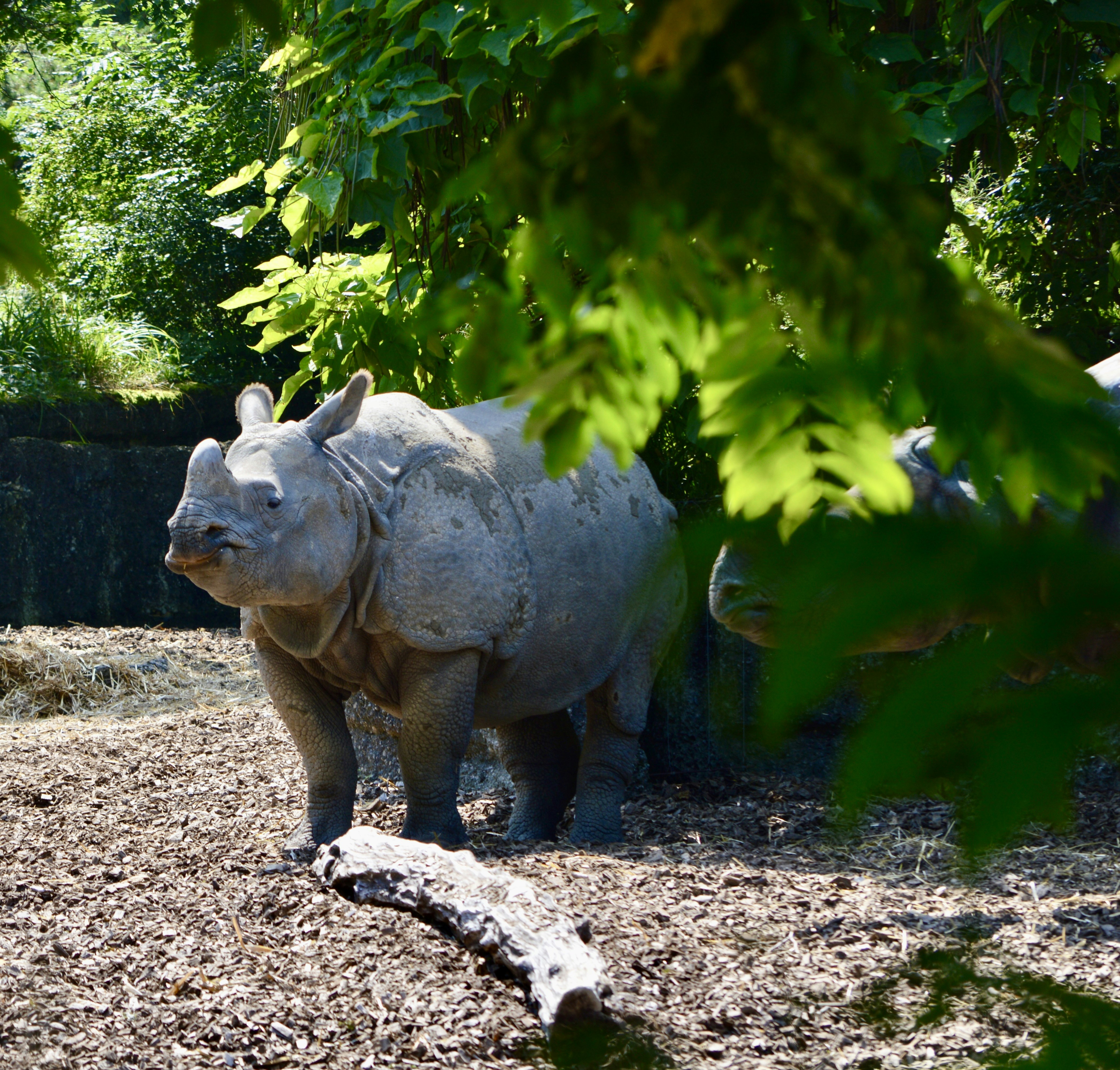 A rhinoceros stands quietly in a sunlit enclosure, surrounded by lush greenery and natural elements. The scene captures the harmony between wildlife and its habitat.
