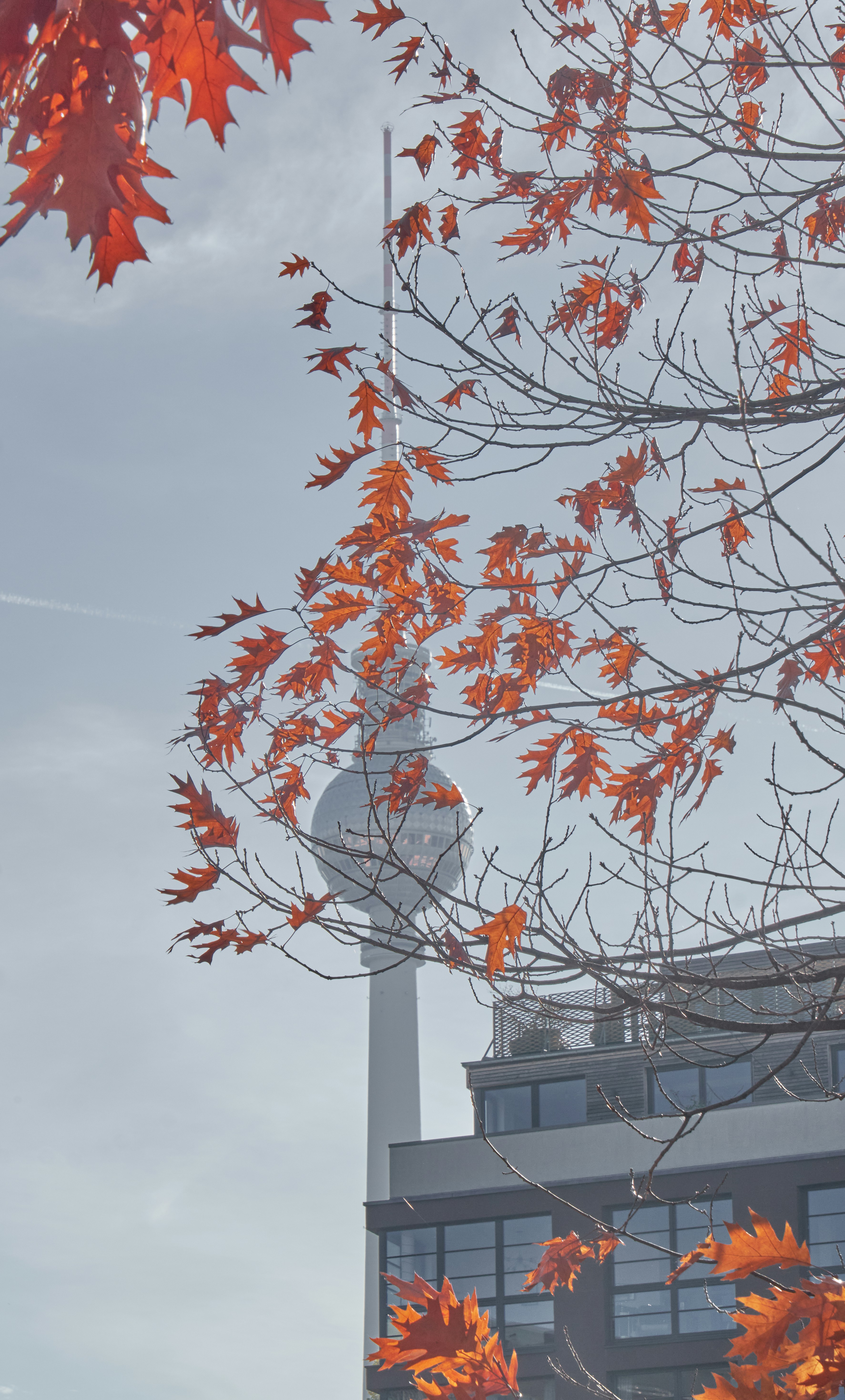 Crimson Canopy Framing a City Spire Against the Sky