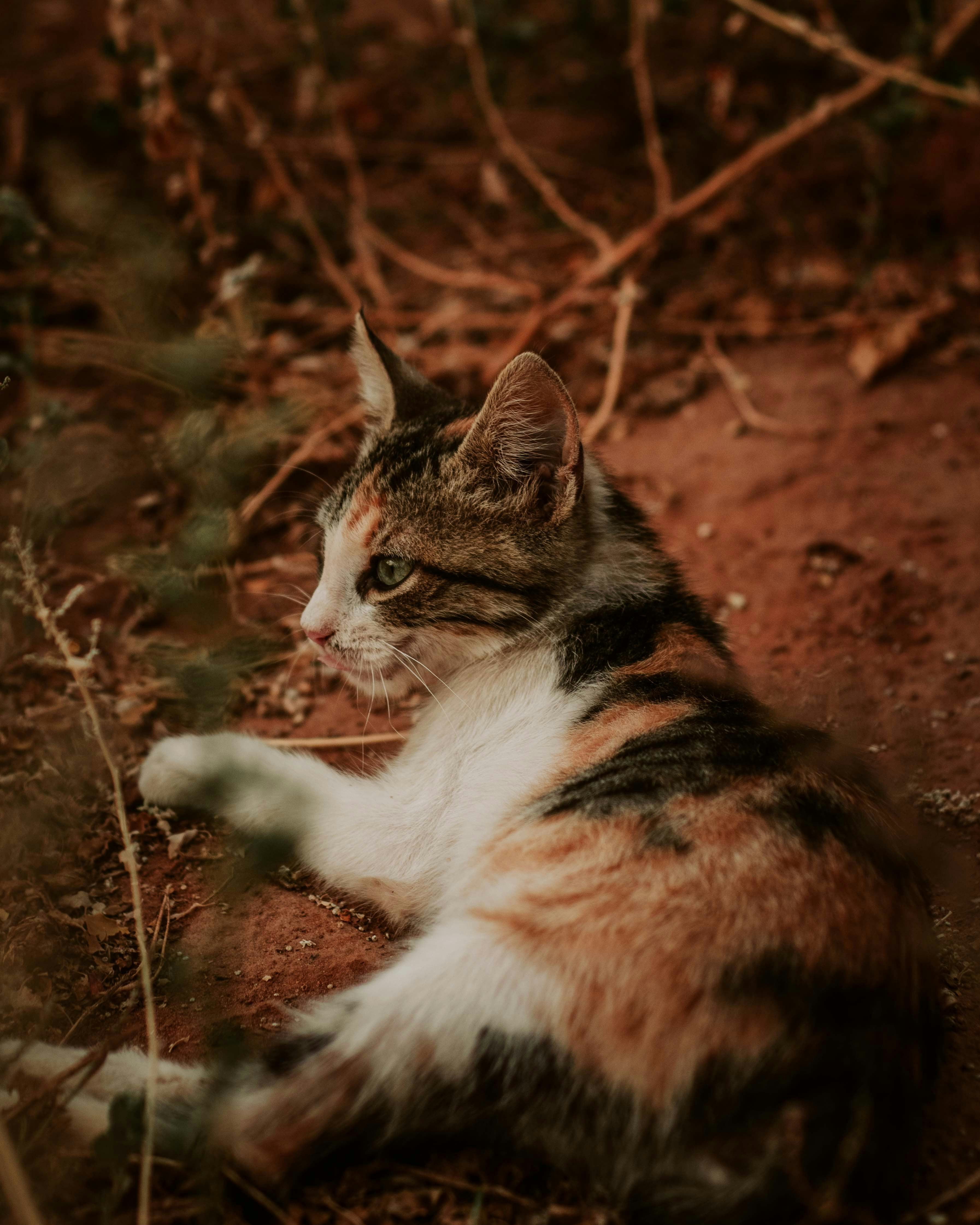 A cat laying on the ground in the dirt photo – Free Algeria Image on Unsplash