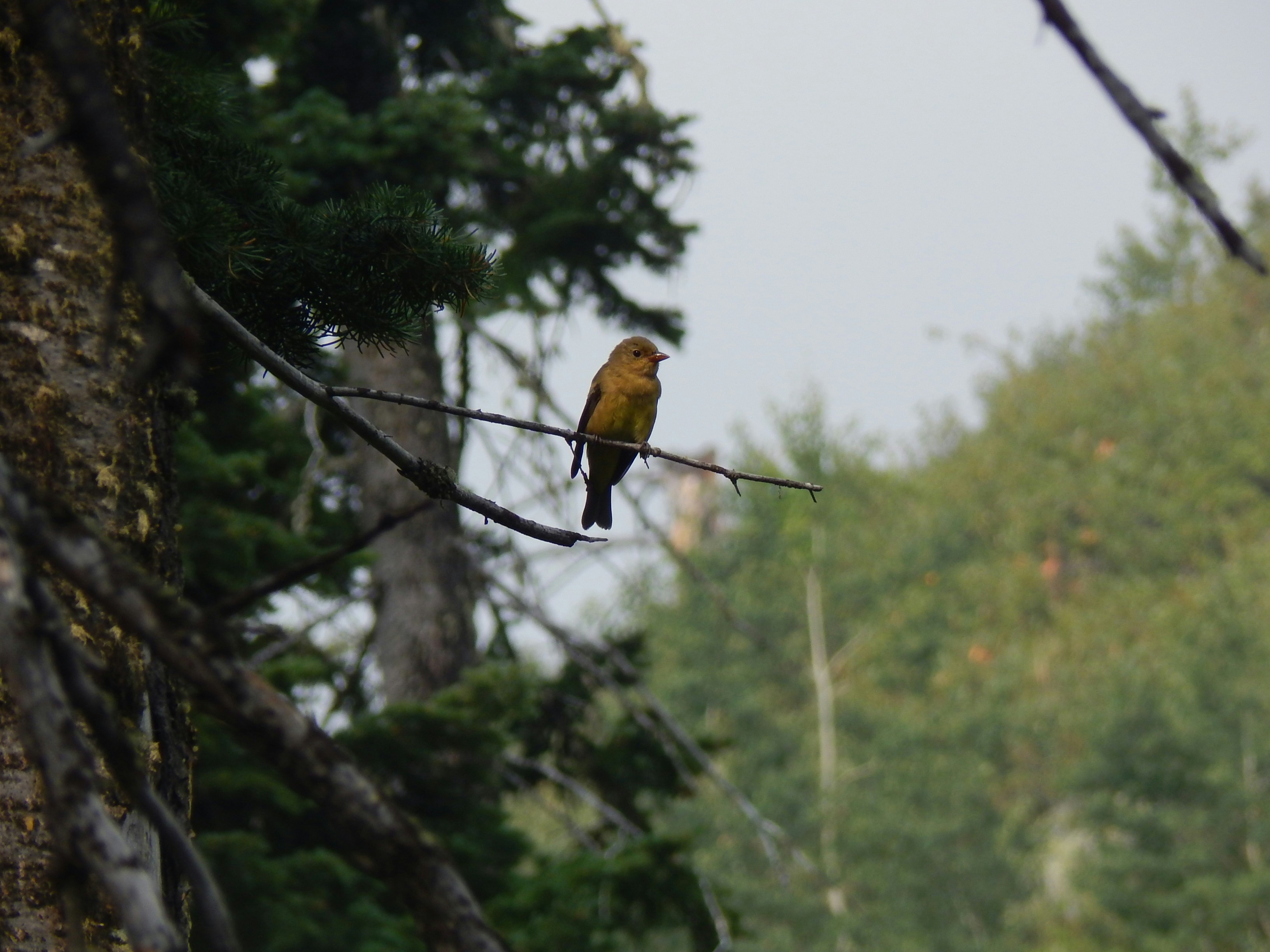 a small bird perched on a tree branch