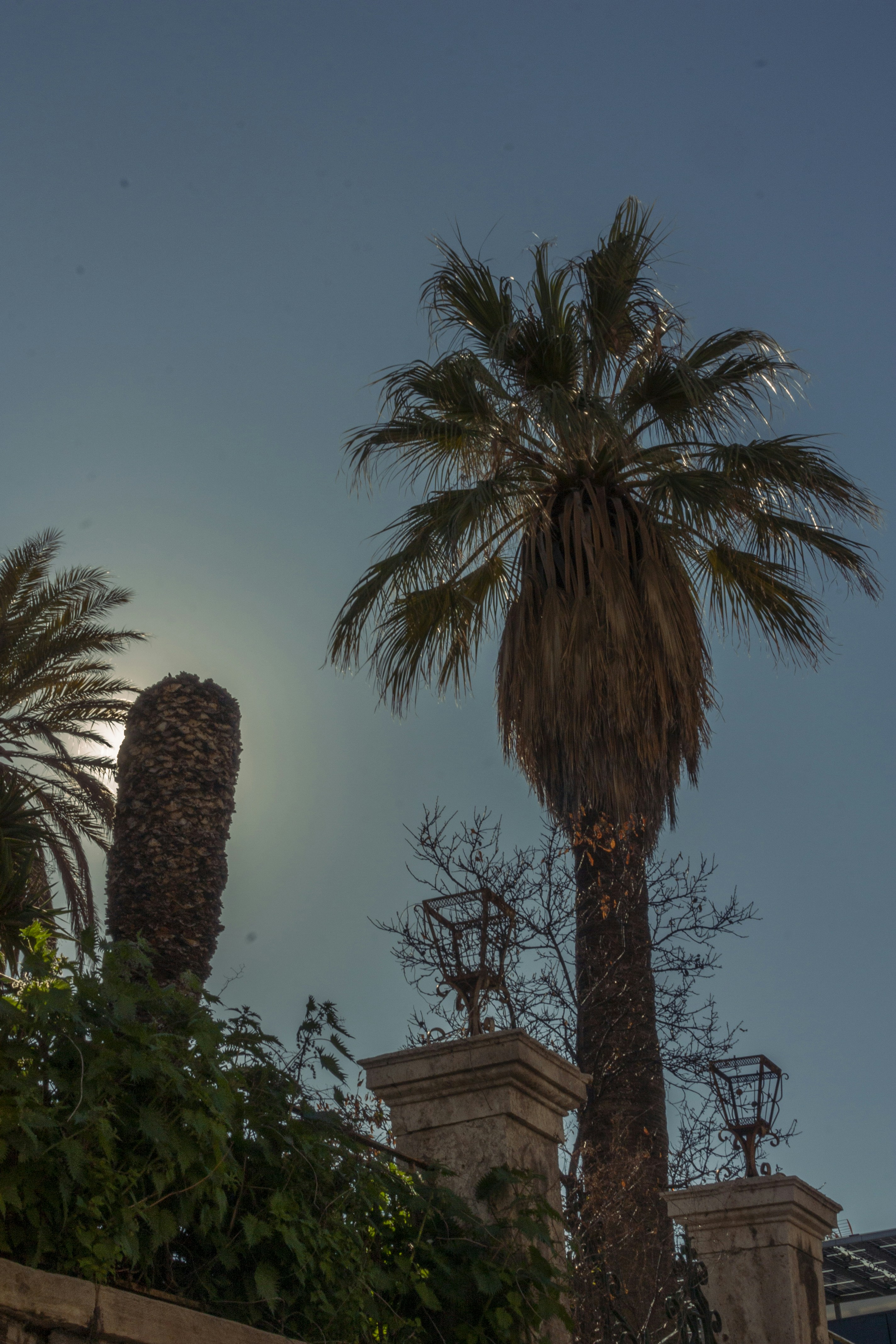 Moonlit Palm Against the Night Sky Over an Ancient Balustrade