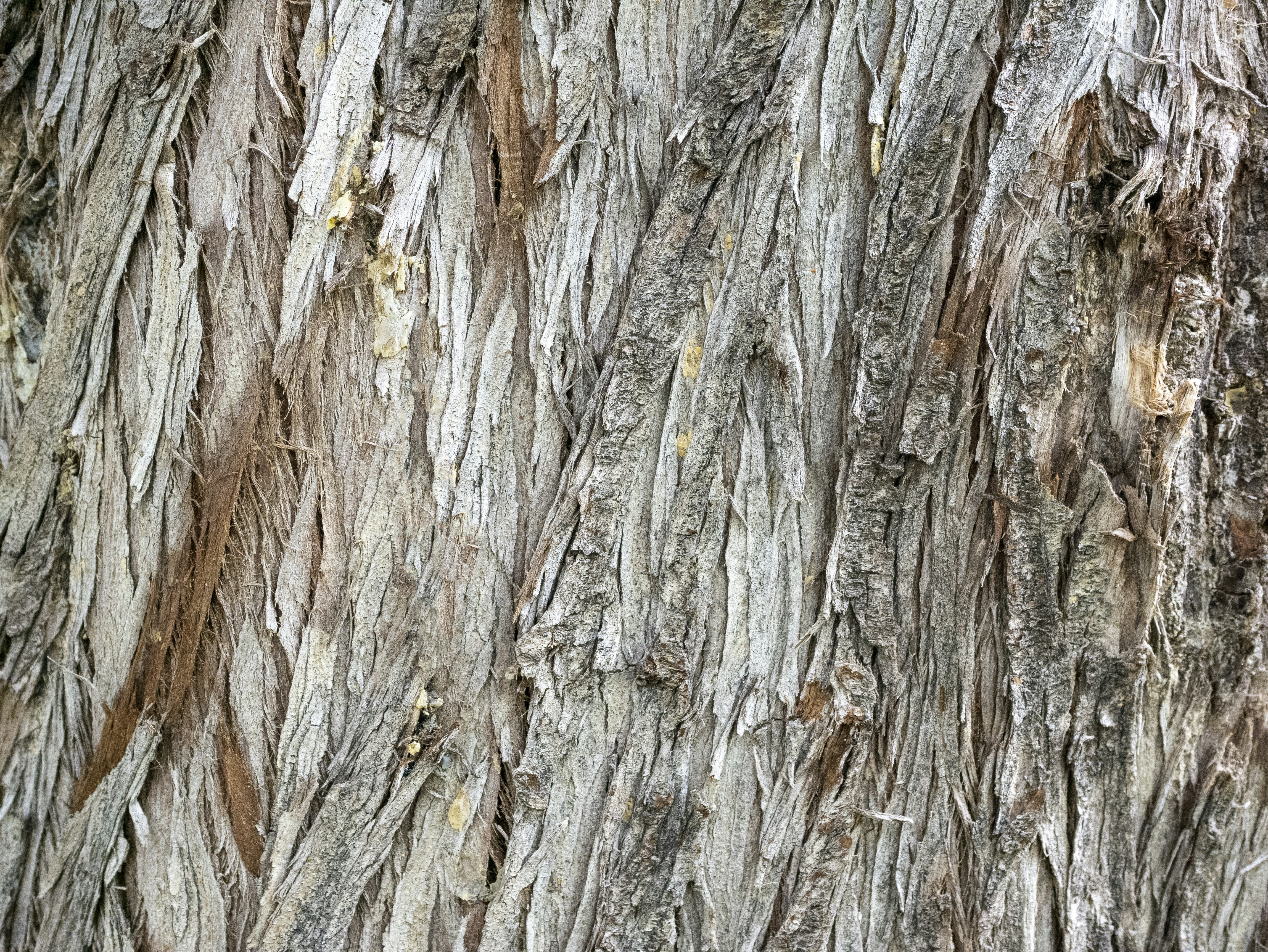 Foto Un primer plano de un tronco de árbol con corteza muy delgada ...