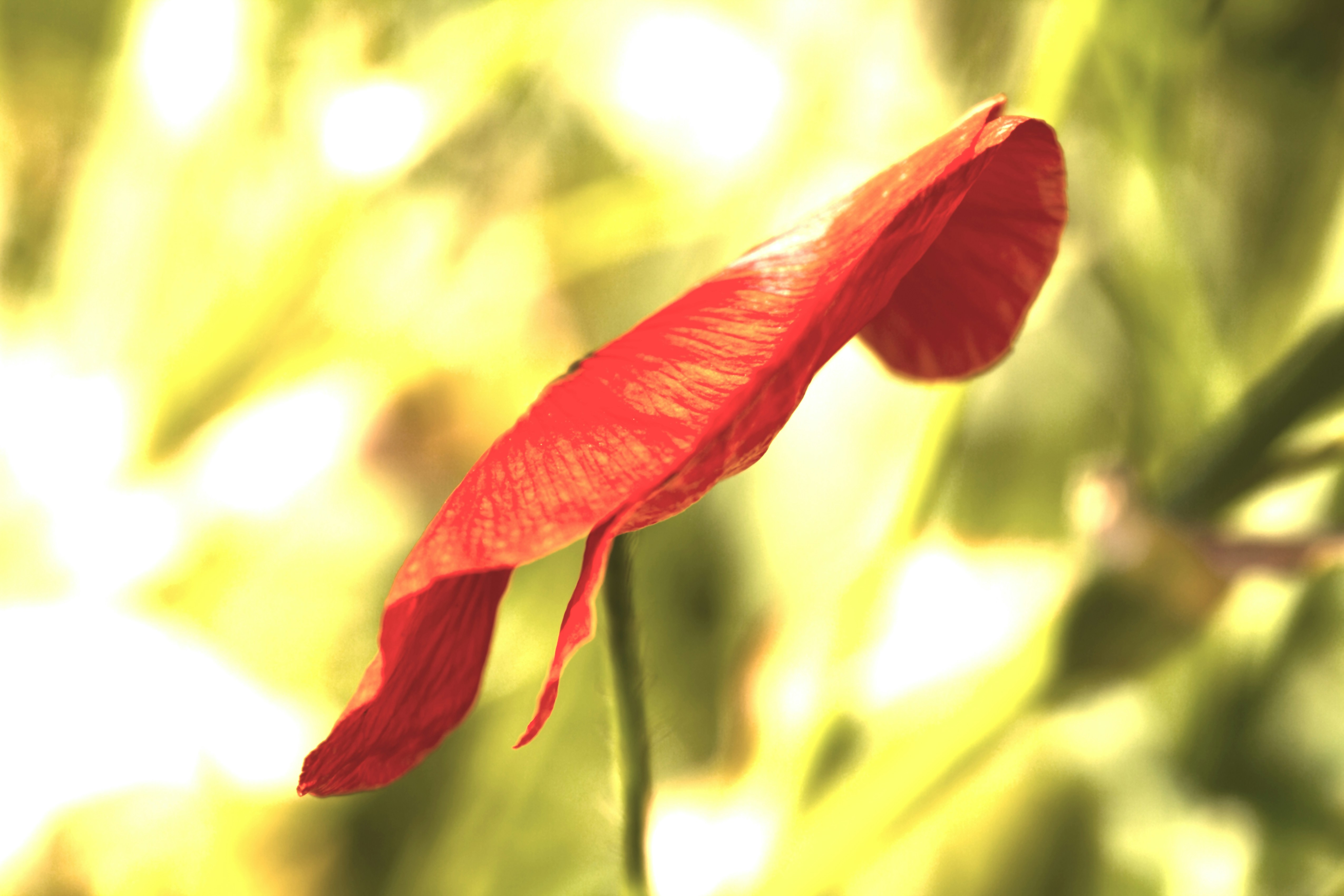 A single red flower petal gracefully sways against a softly blurred green backdrop, highlighting its delicate texture and vibrant hue.