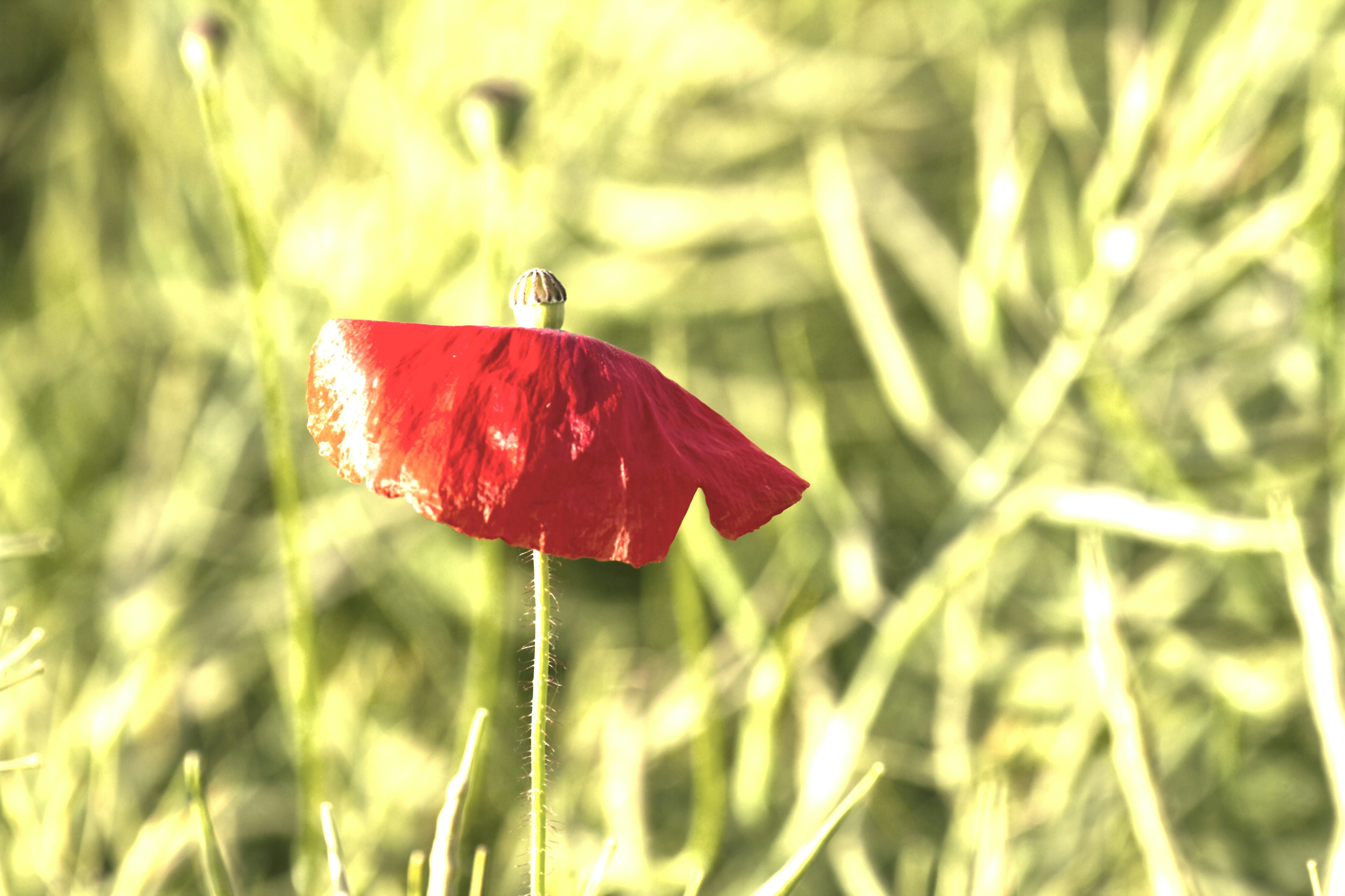 Crimson Poppy in Morning Light: A Lone Bloom Among Whispering Grass
