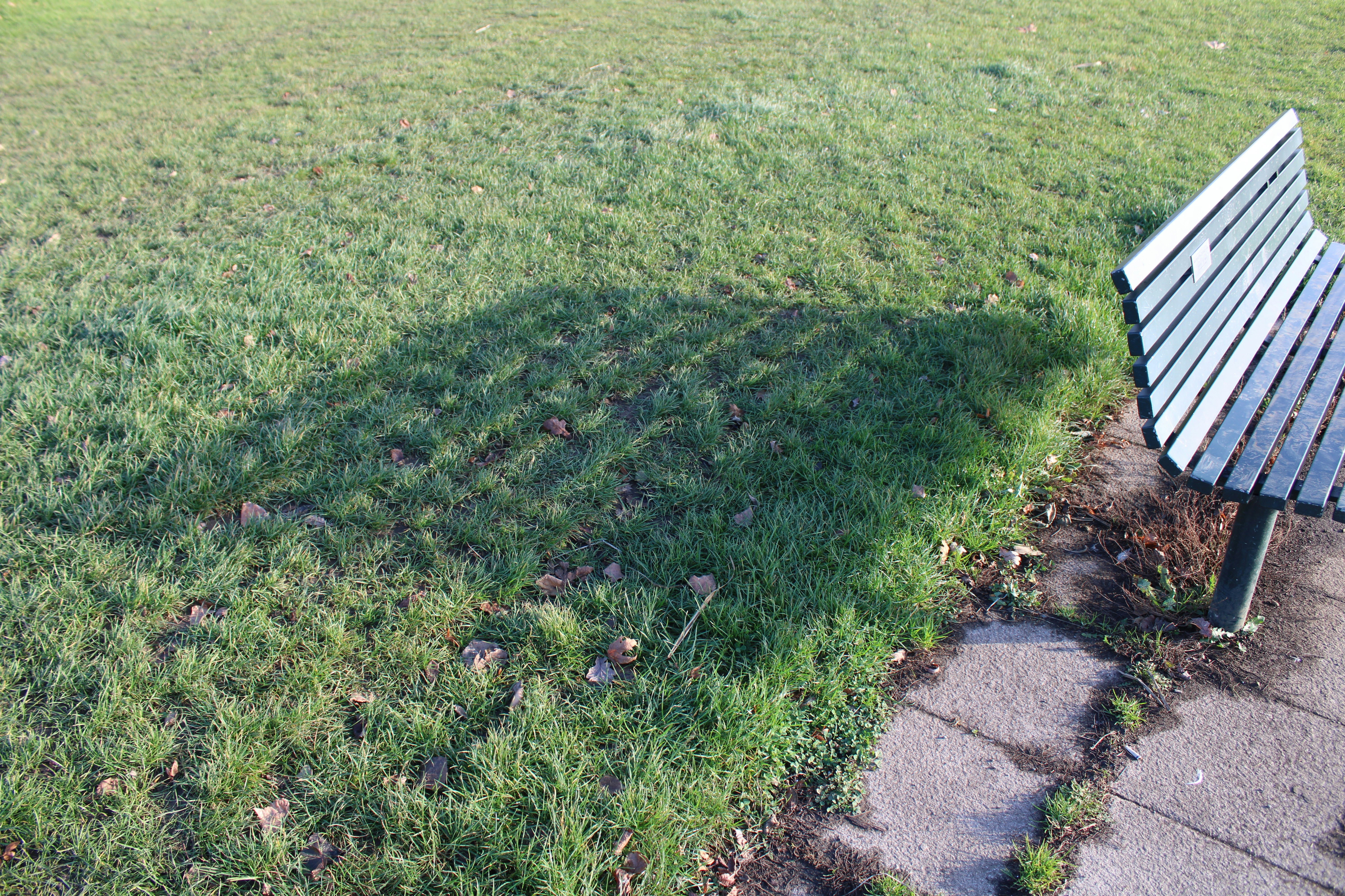 Sunlit Bench at the Park's Edge