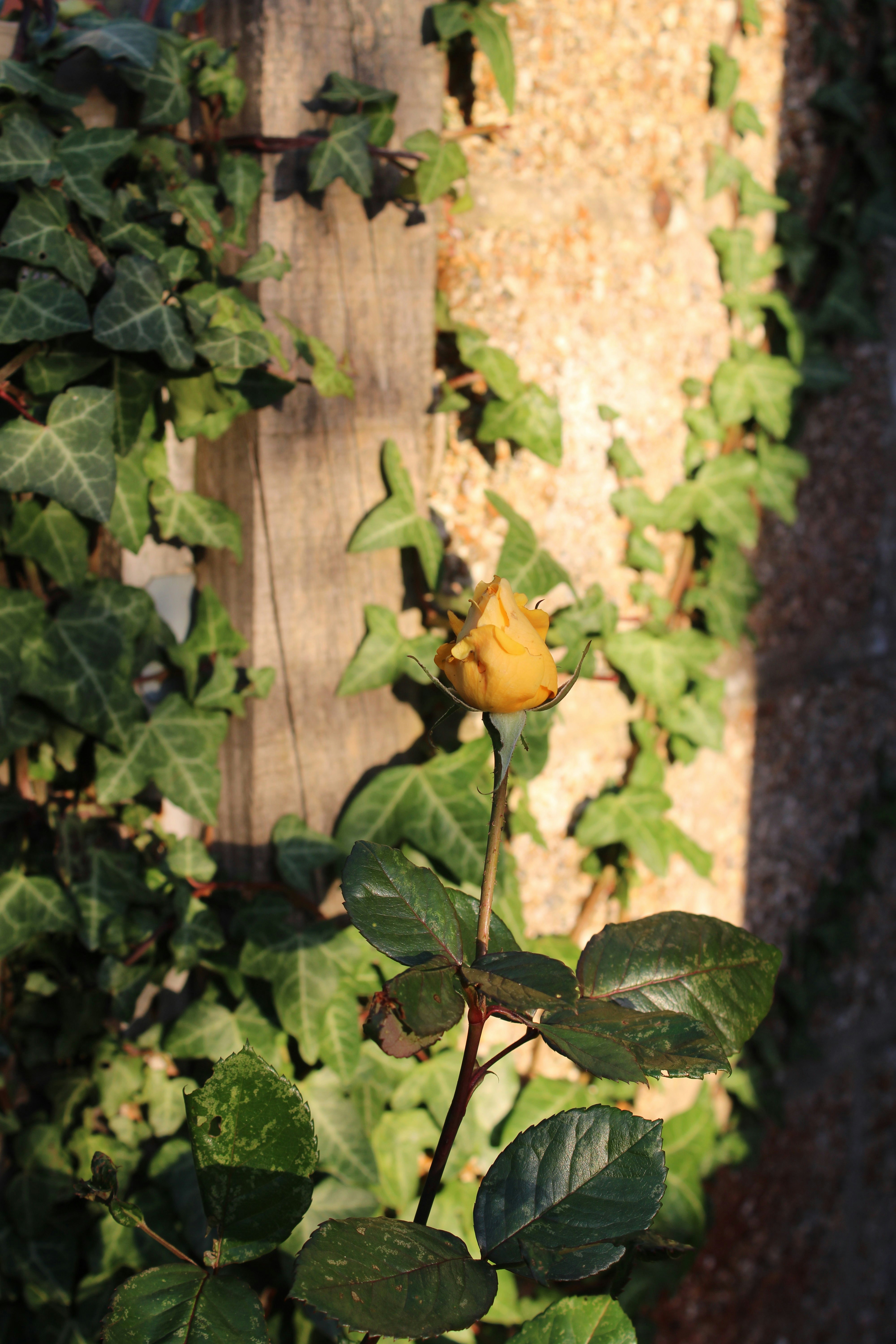 a yellow rose is blooming next to a wooden fence