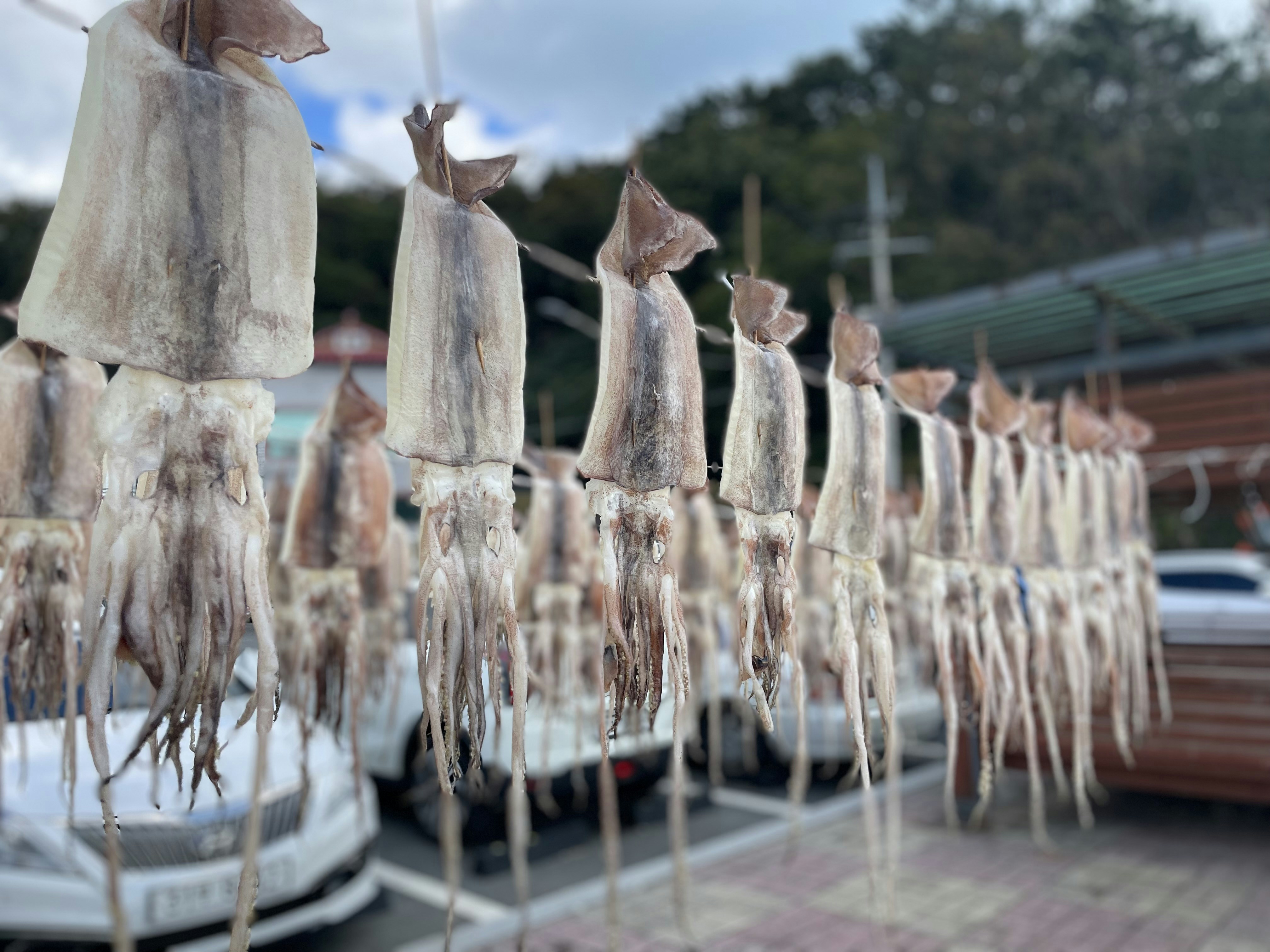 a bunch of dead fish hanging from a line