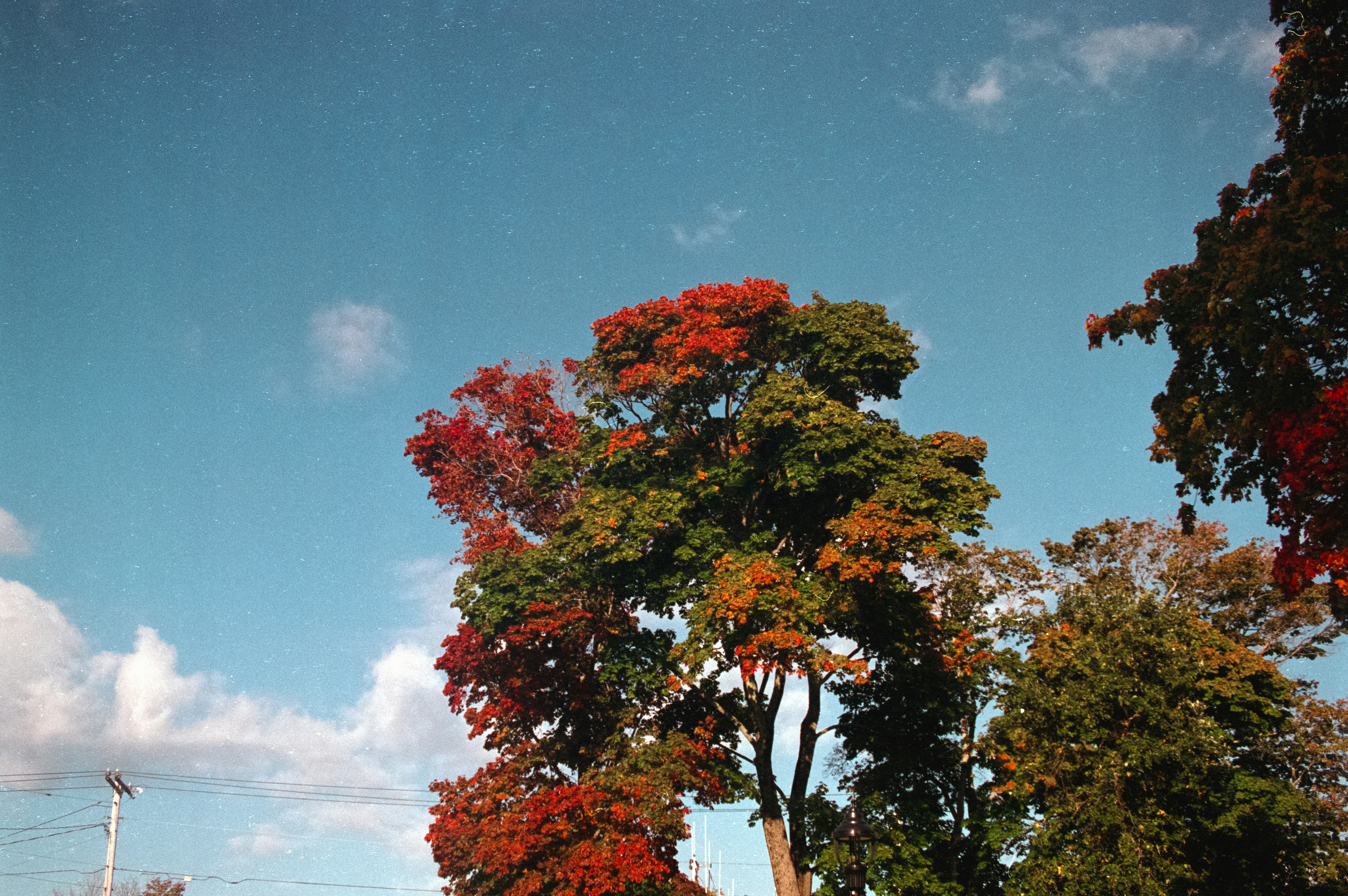 A group of trees with red and green leaves photo – Free Nature Image on ...