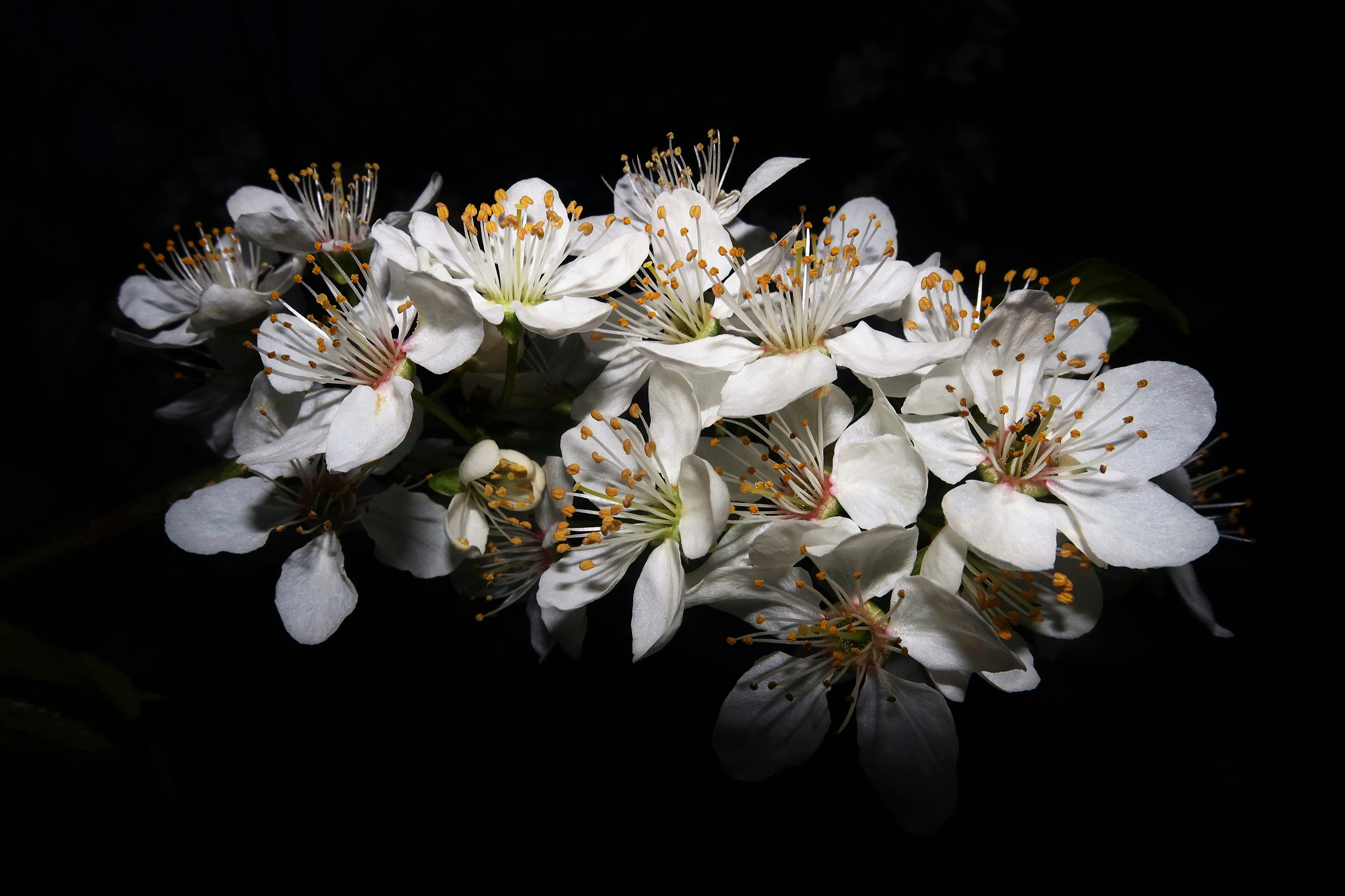 Cluster of white blossoms illuminated against a dark background, showcasing delicate petals and intricate stamens.