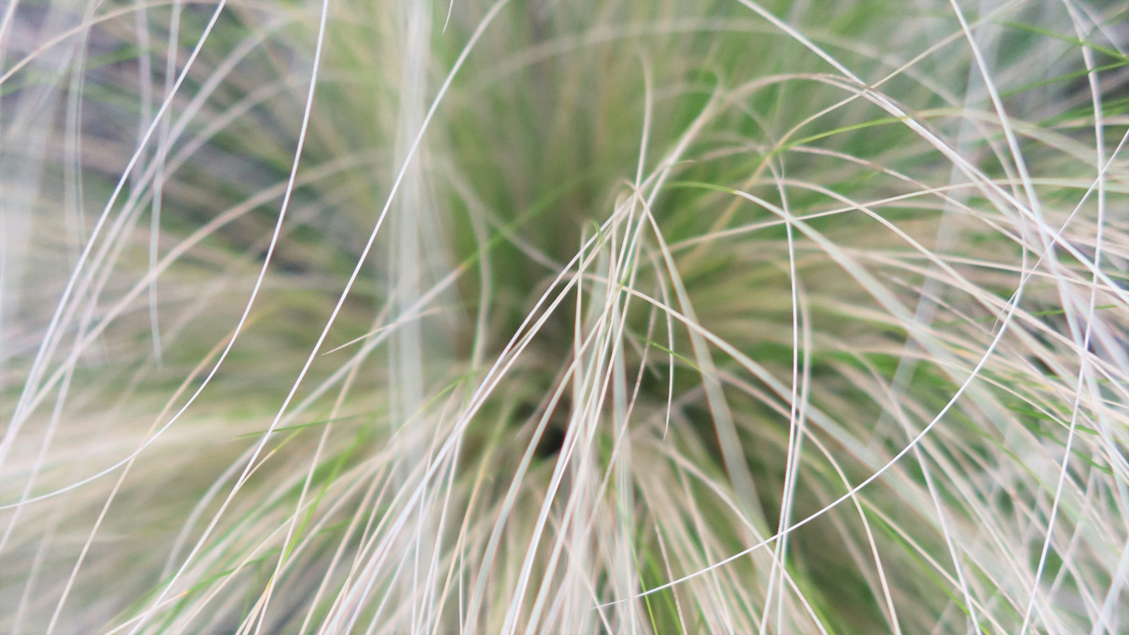 A close up of a plant with long thin grass photo – Free Grass Image on ...