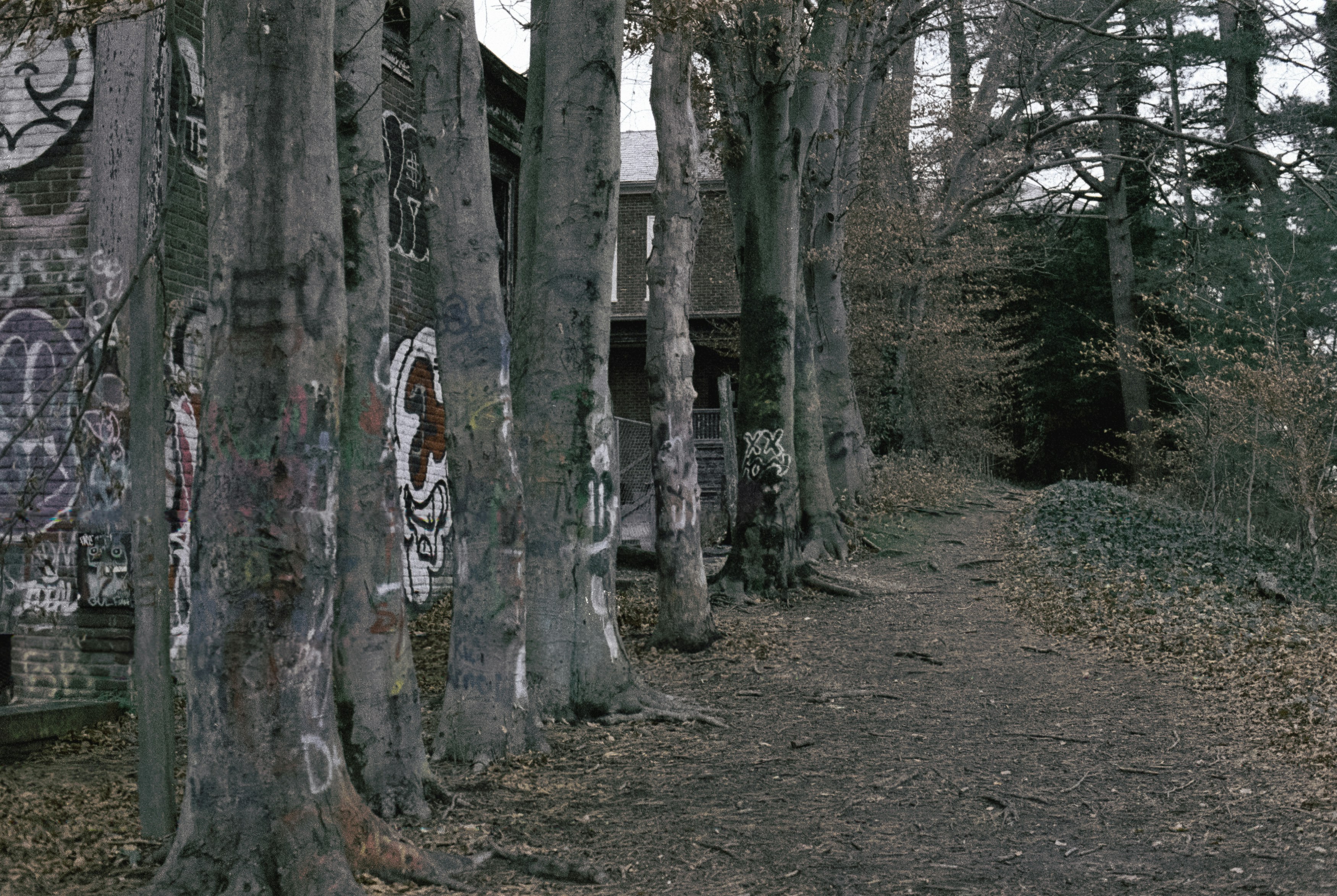 Graffiti-covered trees line a deserted forest path under a gray sky.