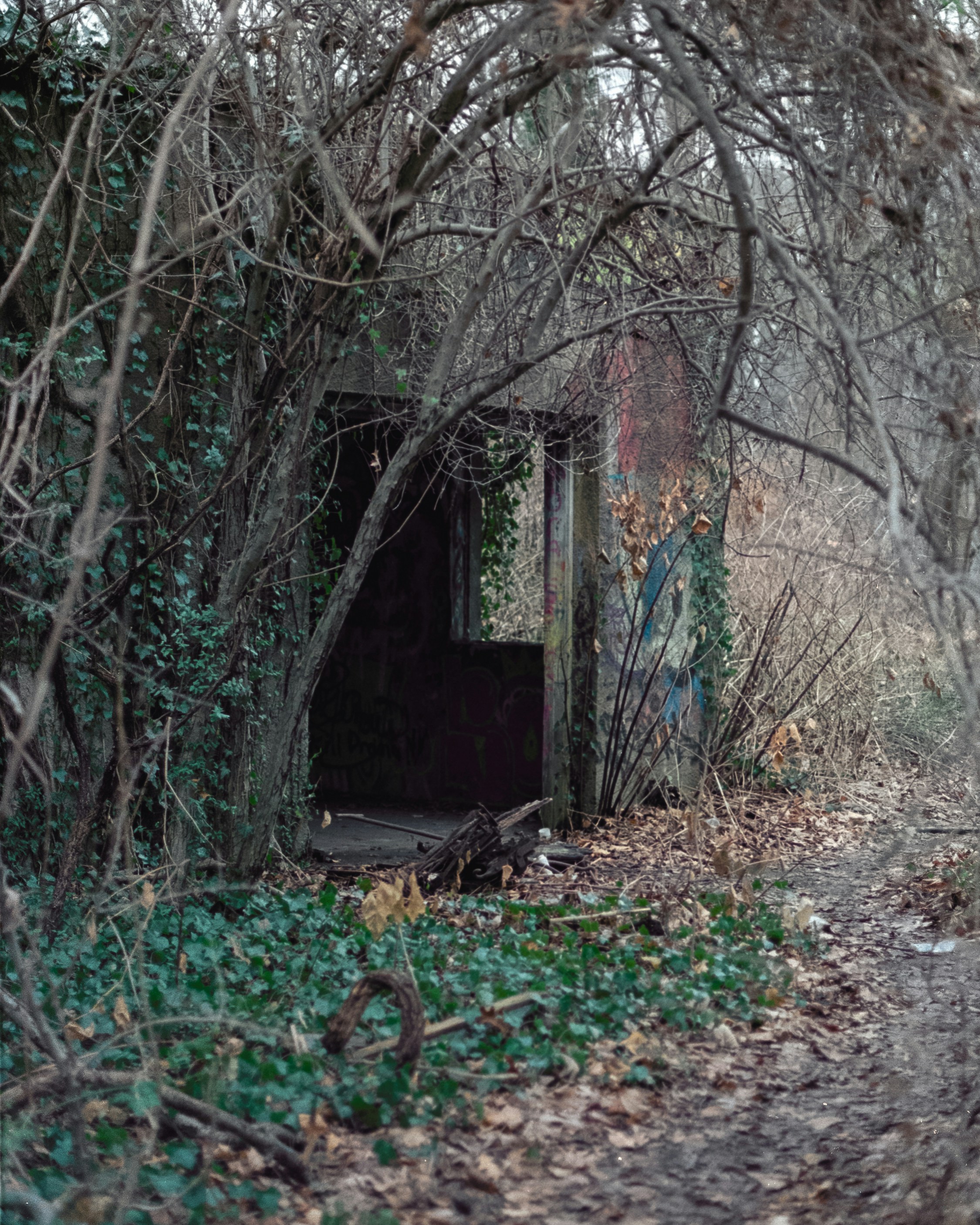 An abandoned structure enveloped by overgrown vines and foliage, hinting at nature's reclamation. The pathway leads into a mysterious, untamed landscape.