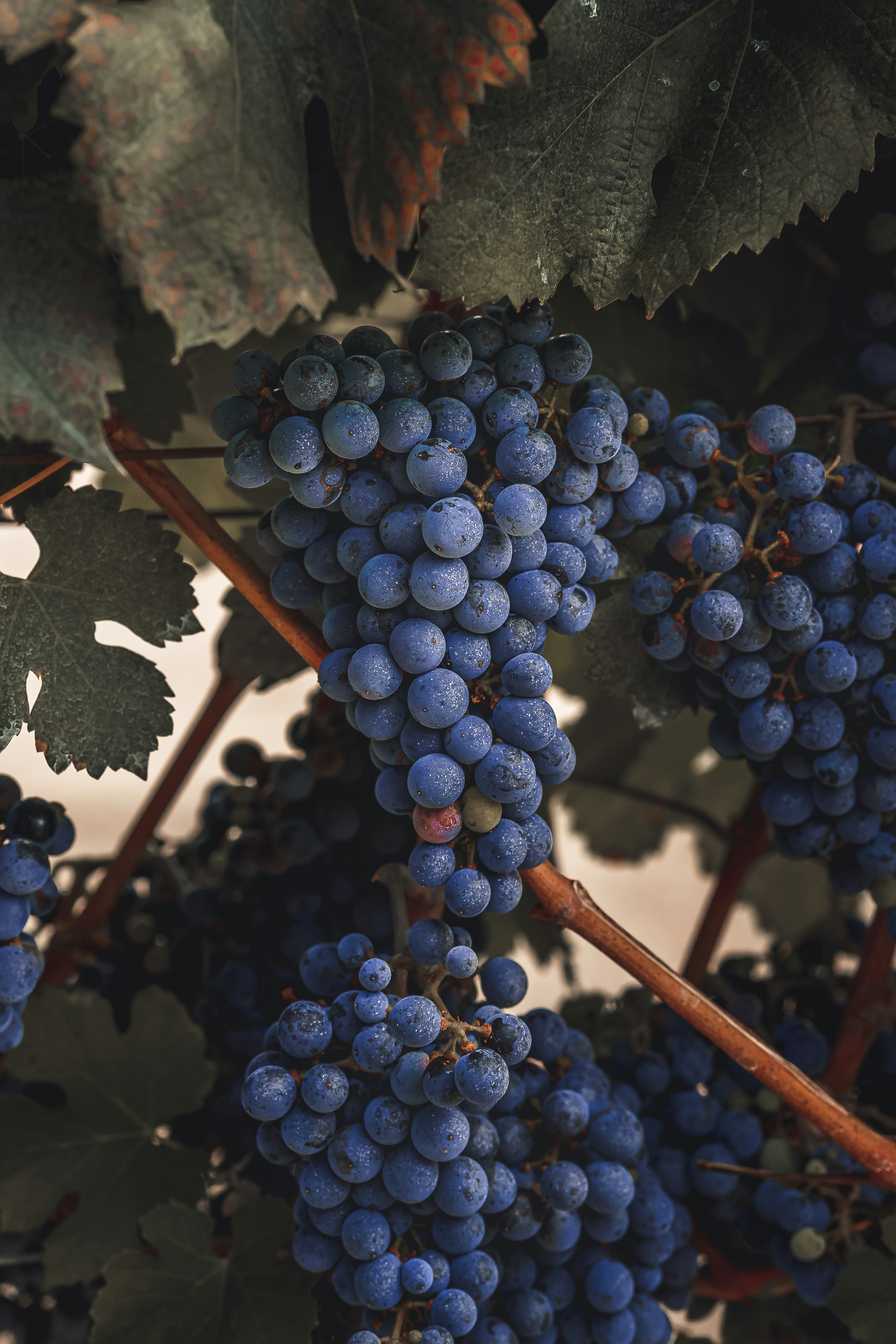 Foto zum Thema Eine Traube, die an einer Rebe hängt – Kostenloses Bild ...