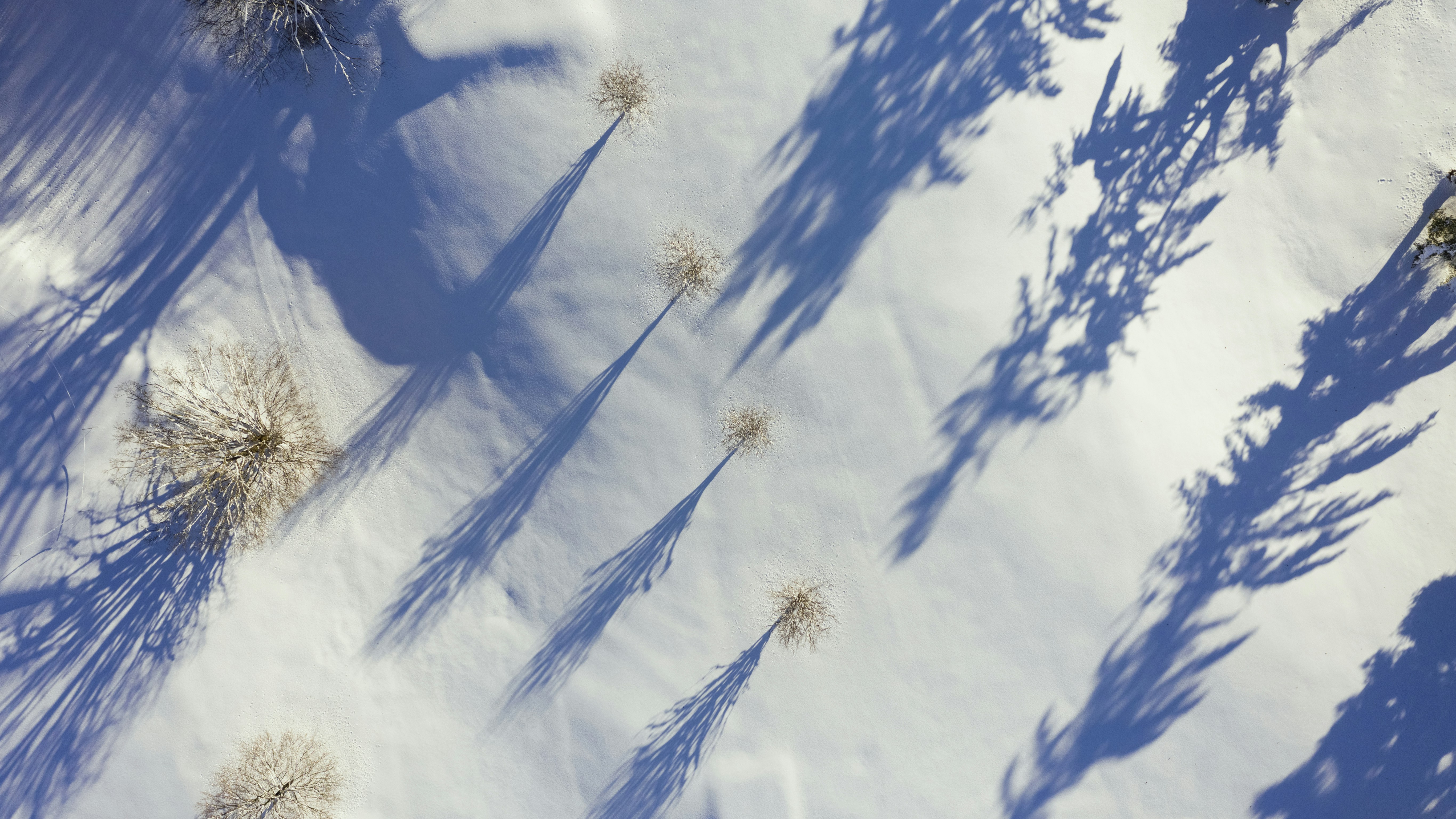 Delicate branches cast elongated shadows across a pristine blanket of snow, creating a serene winter landscape.