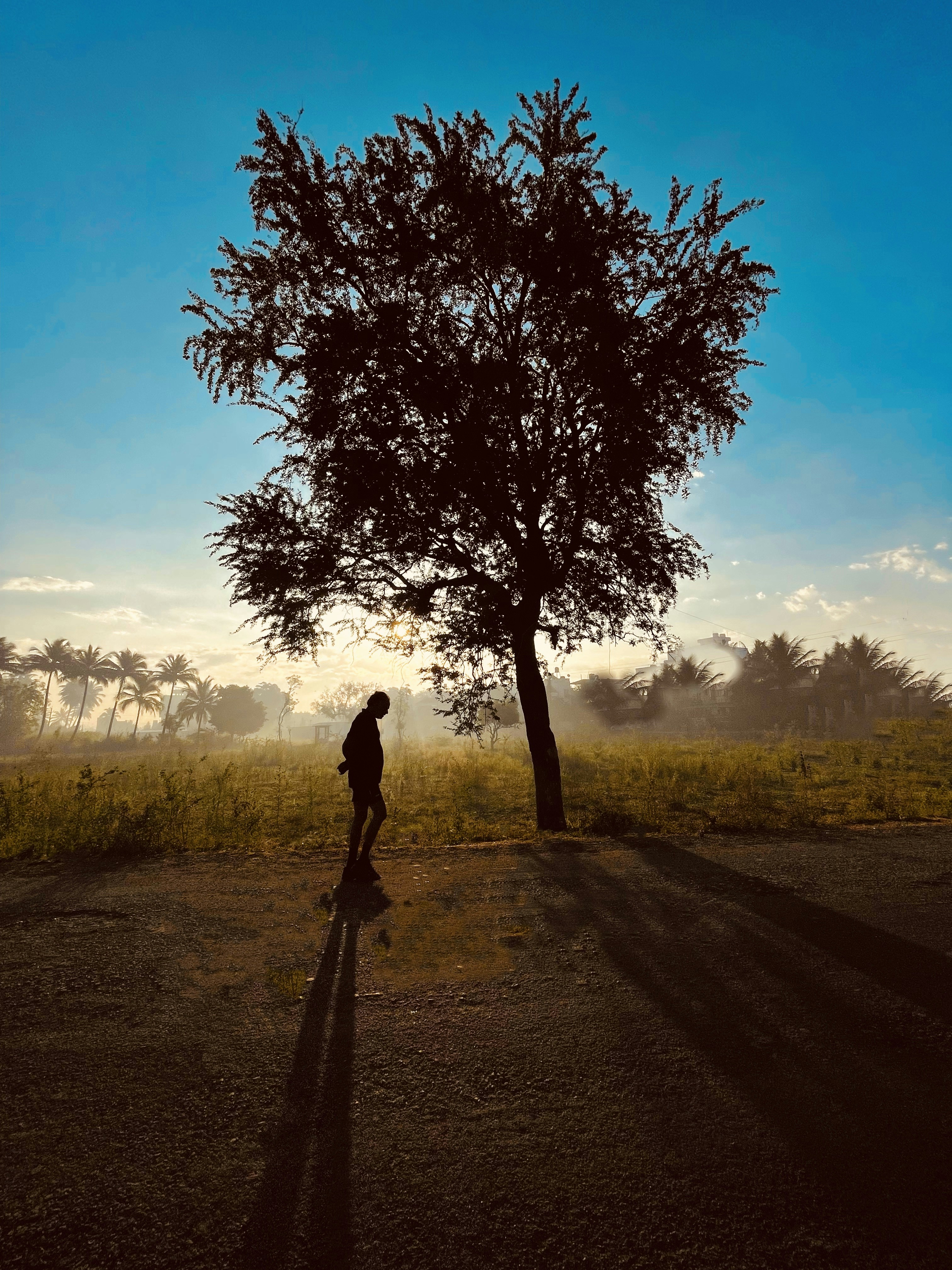 Dawn Silhouette: Lone Traveler and the Tree at Golden Hour
