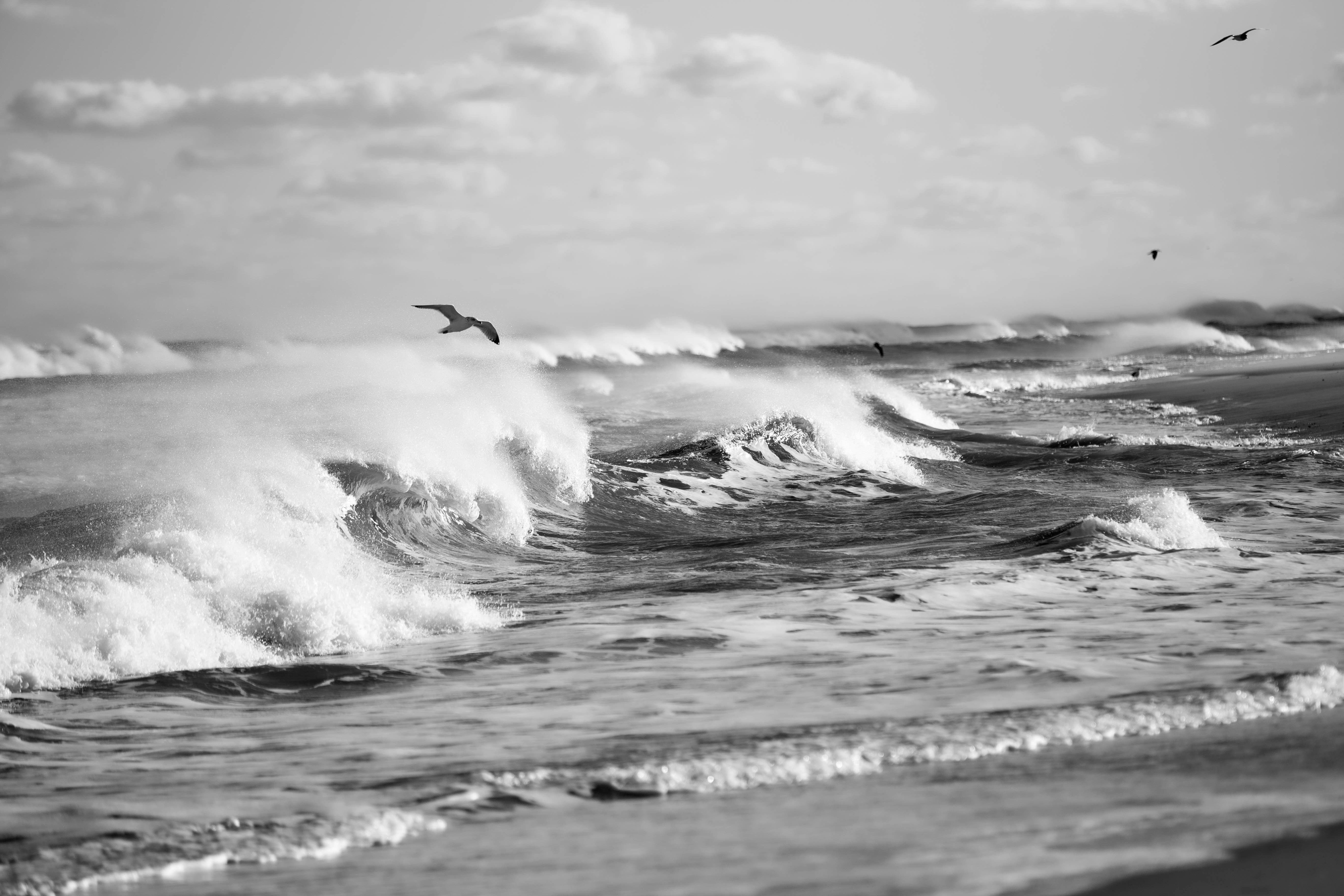 Black and white seascape with birds soaring over crashing waves.