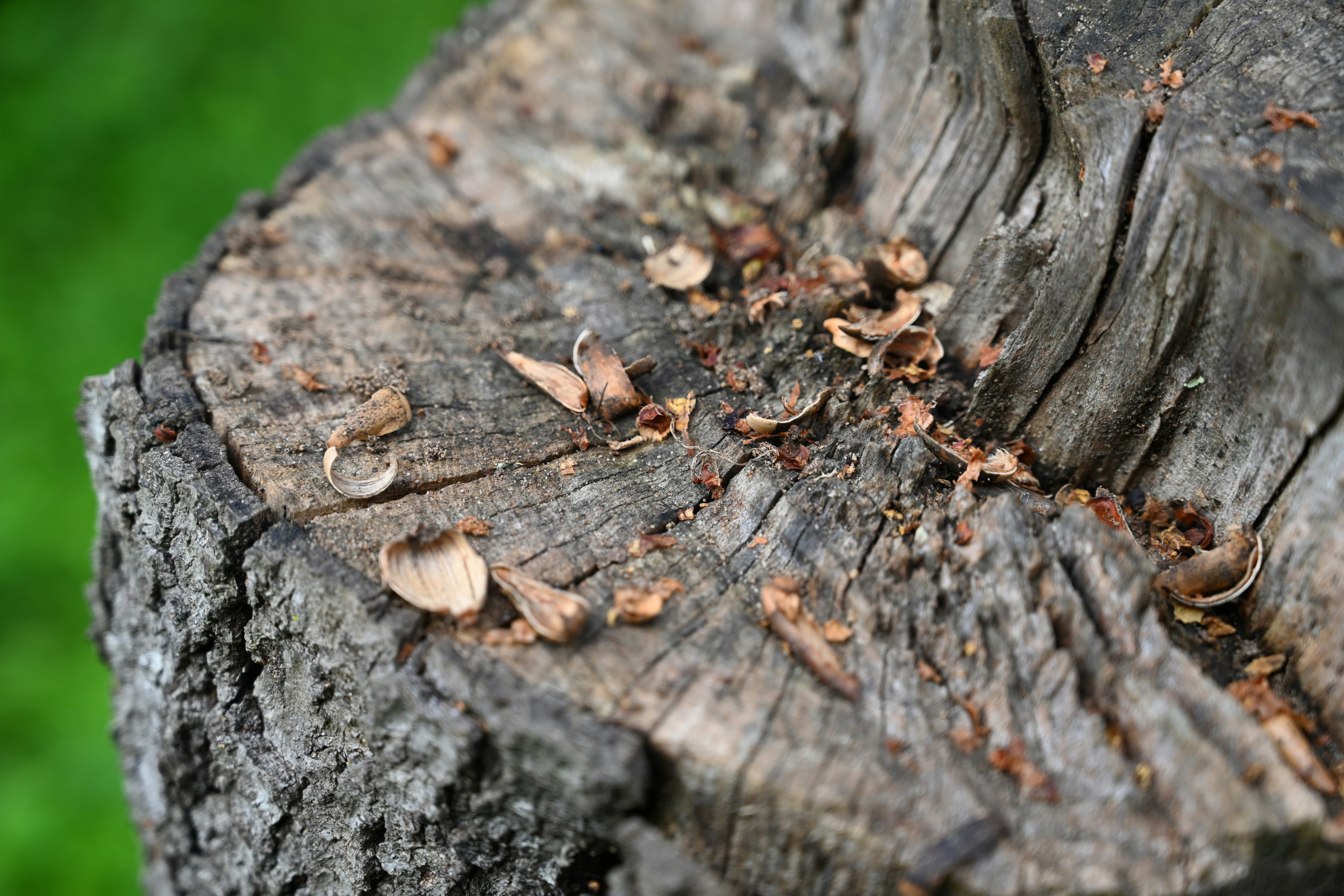 Weathered Crown: a close-up study of a stump's textured surface and scattered wood chips.