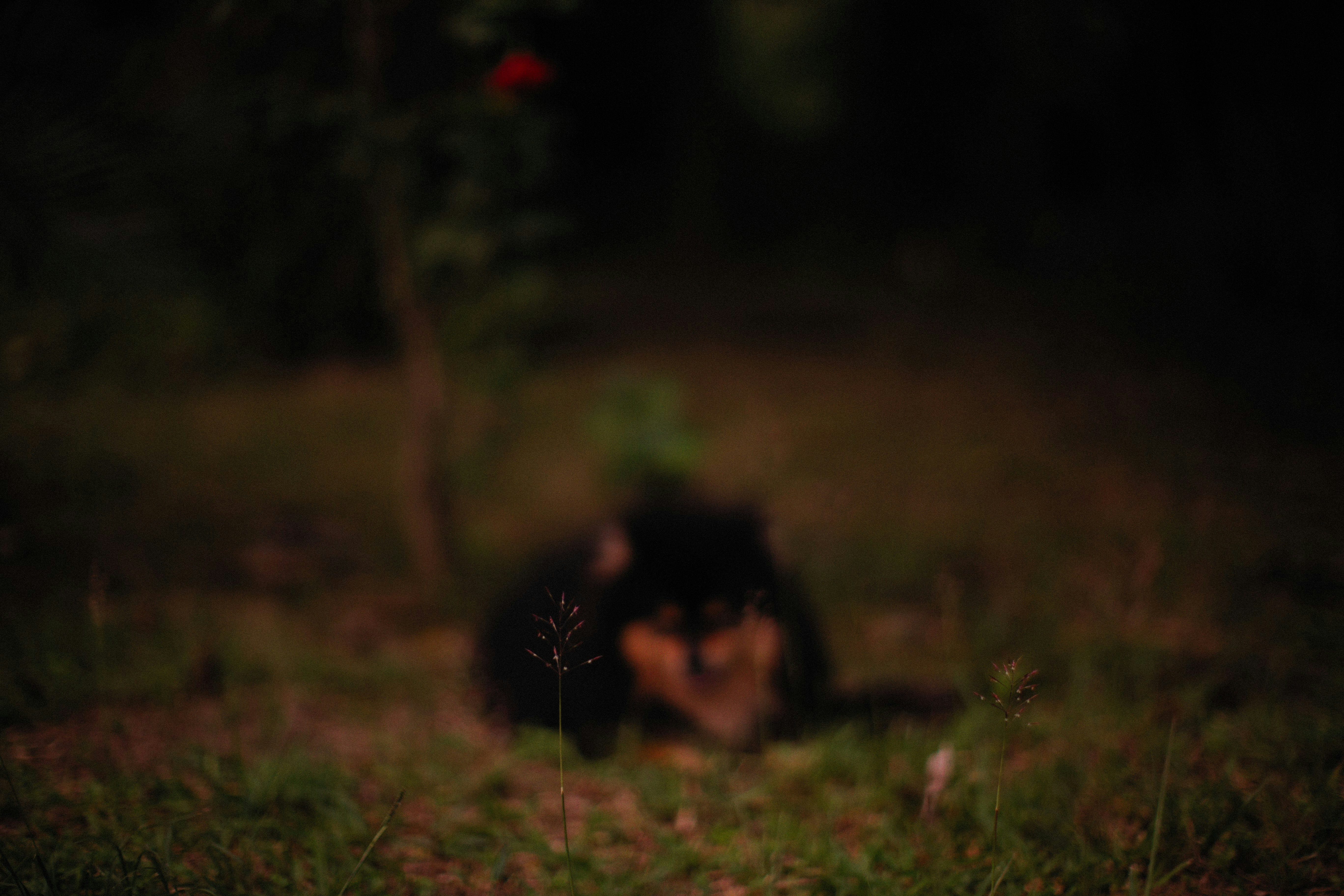 A black and tan puppy blends into the dimly lit grass, with a distant red flower adding a touch of color to the serene nighttime scene.