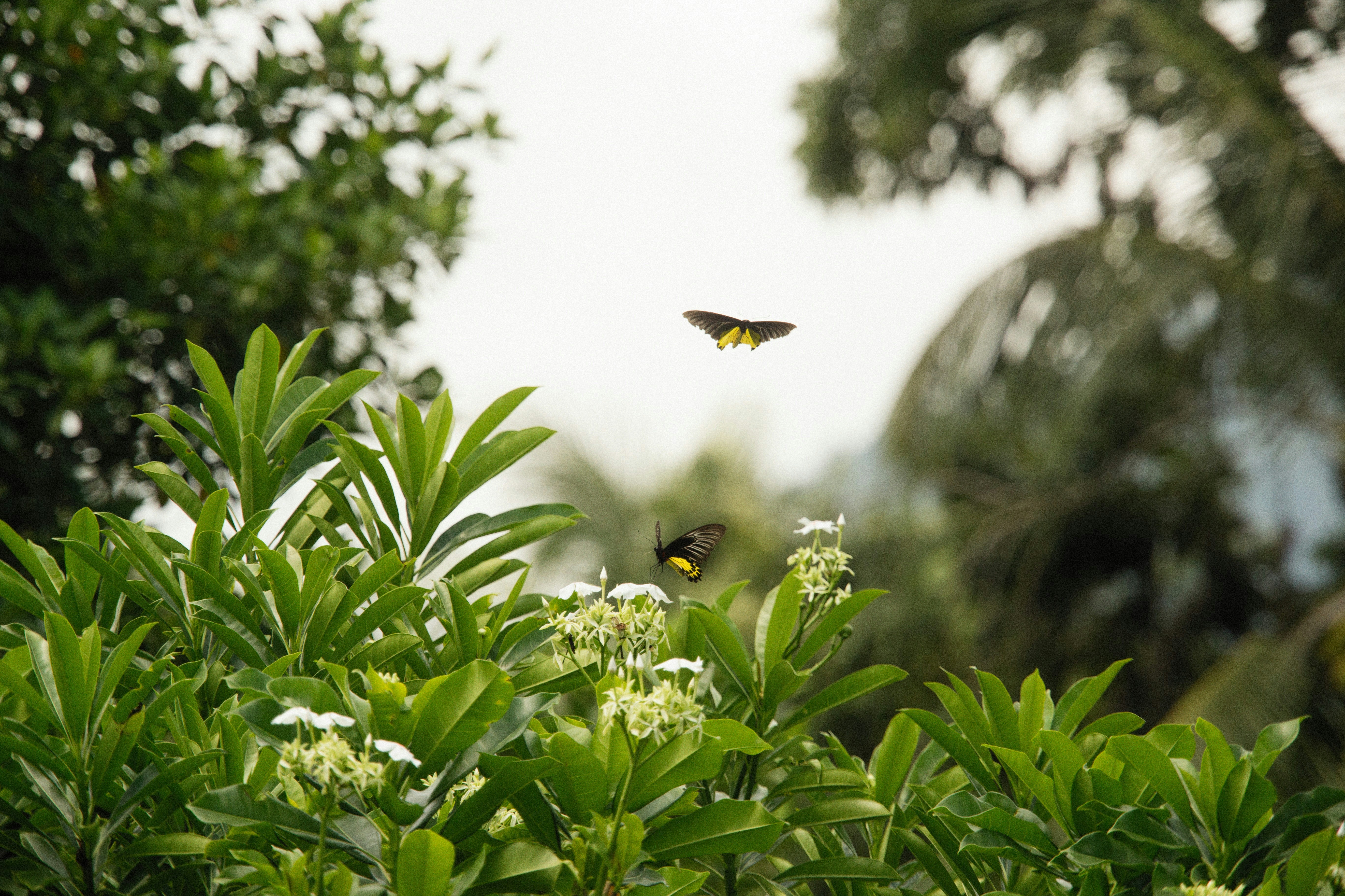 Un couple d’oiseaux survolant une forêt verdoyante photo – Photo Plante ...
