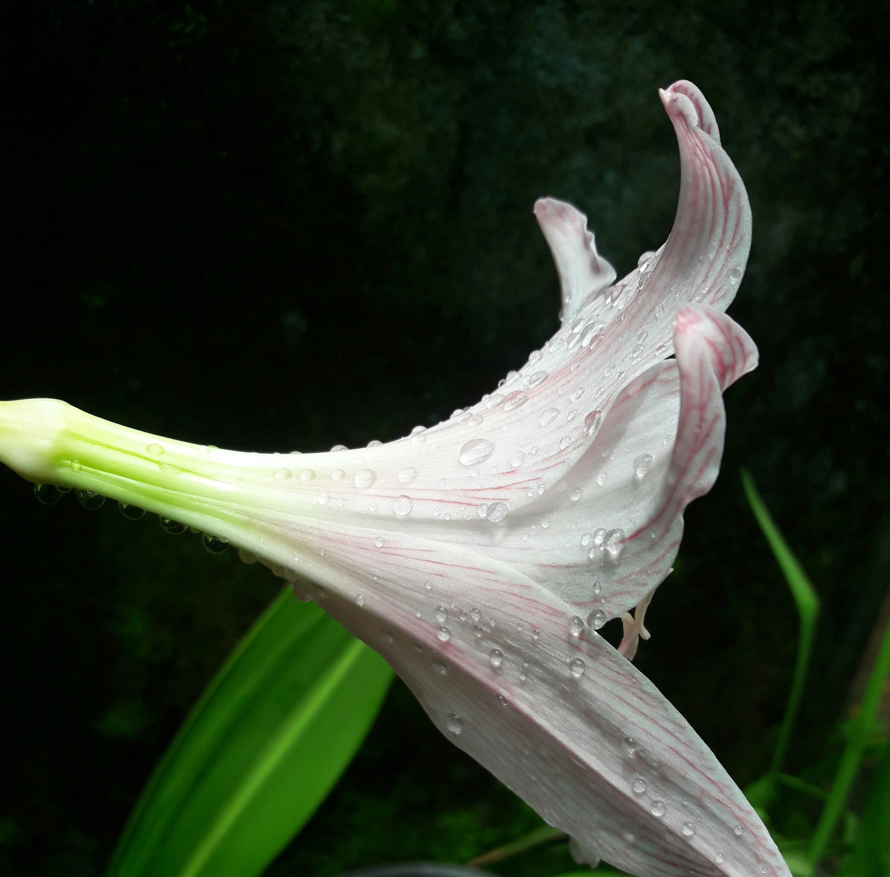 A close-up of a delicate lily flower adorned with raindrops, showcasing its soft pink petals and graceful curves.