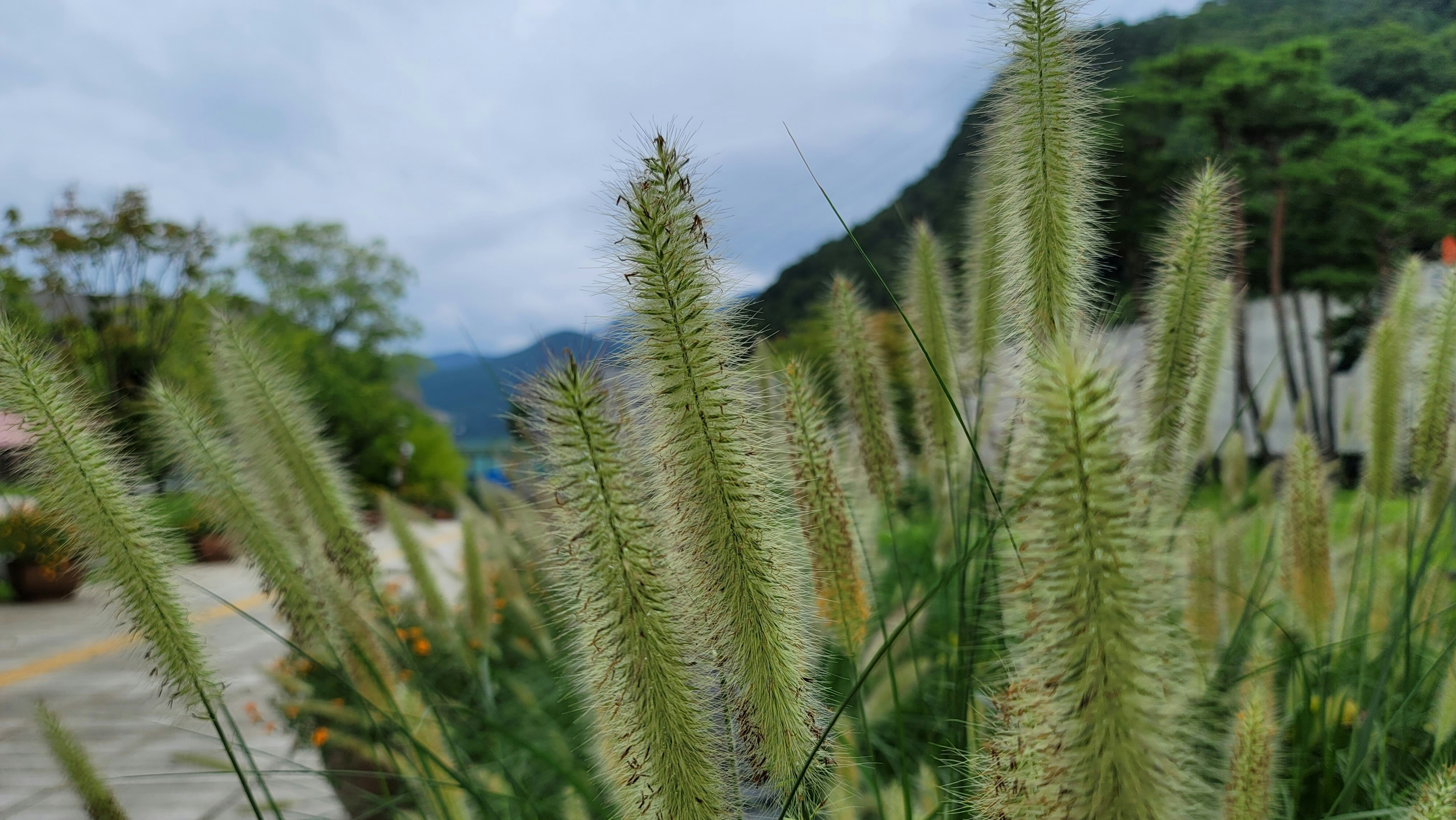 Tangled Torches: Tall Foxtail Grasses Framing a Mountain Road