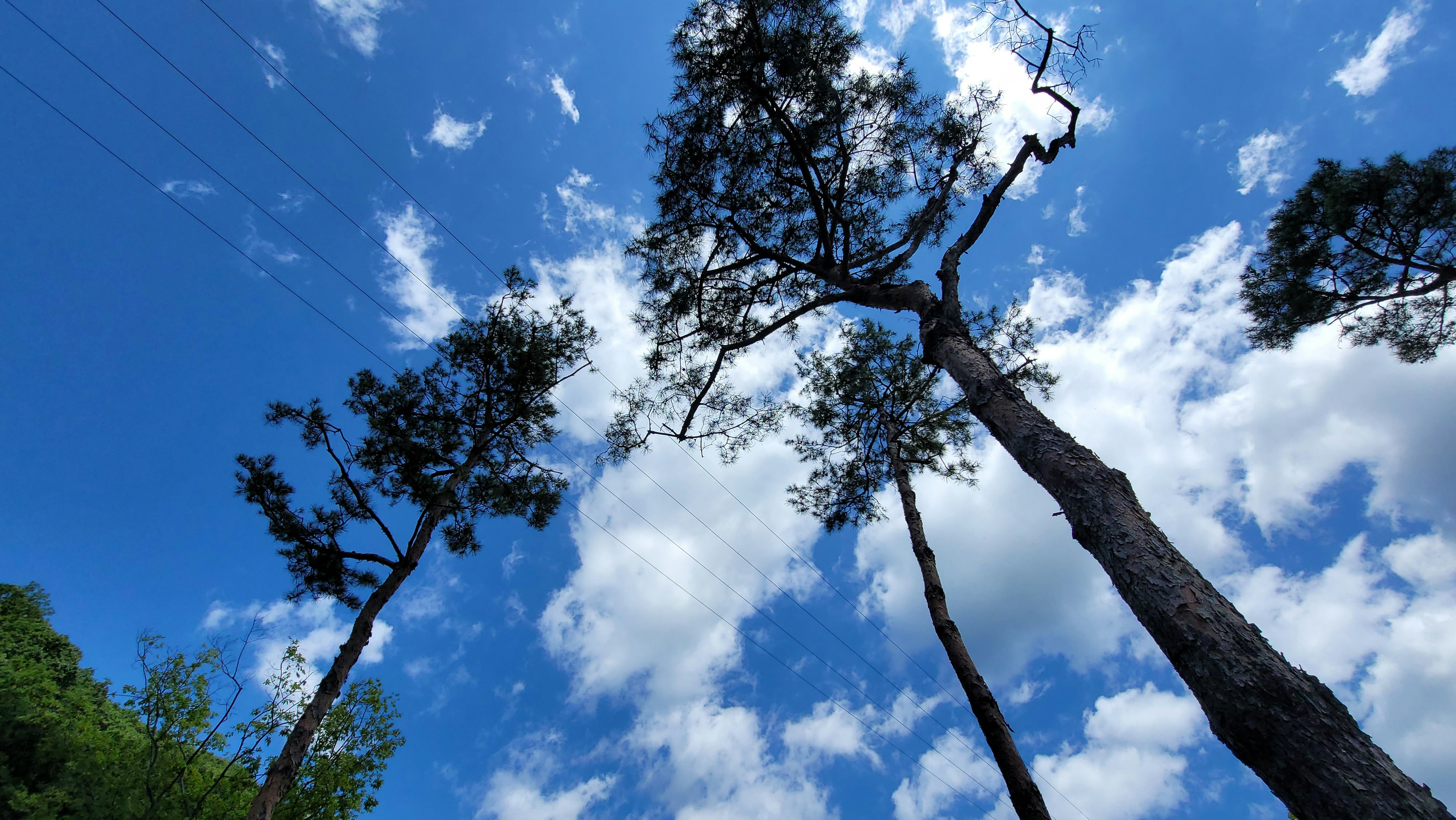 Three tall trees against a blue sky with clouds photo – Free Sky Image ...