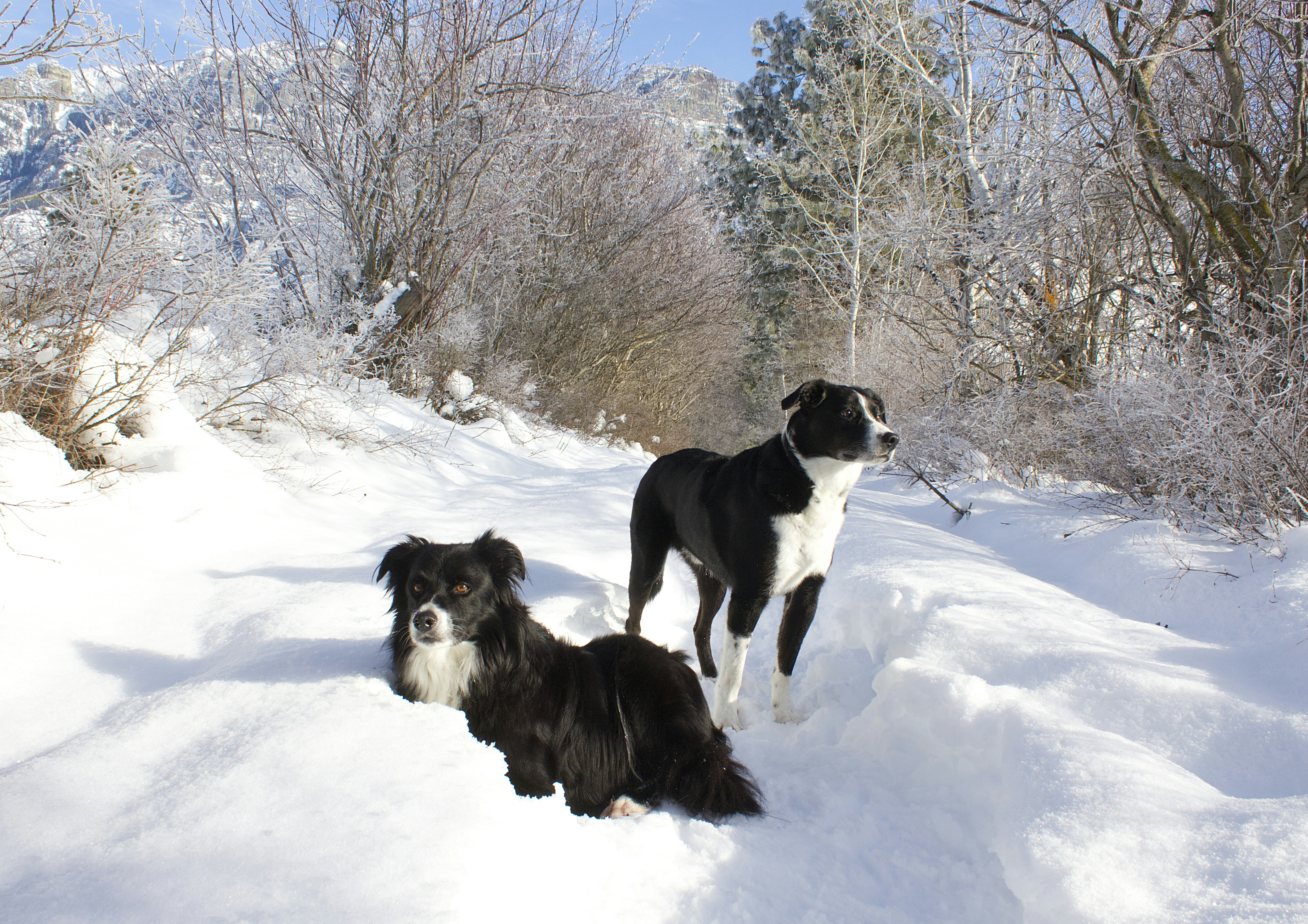 Snowbound Companions: Black-and-White Dogs in a Quiet Winter Path