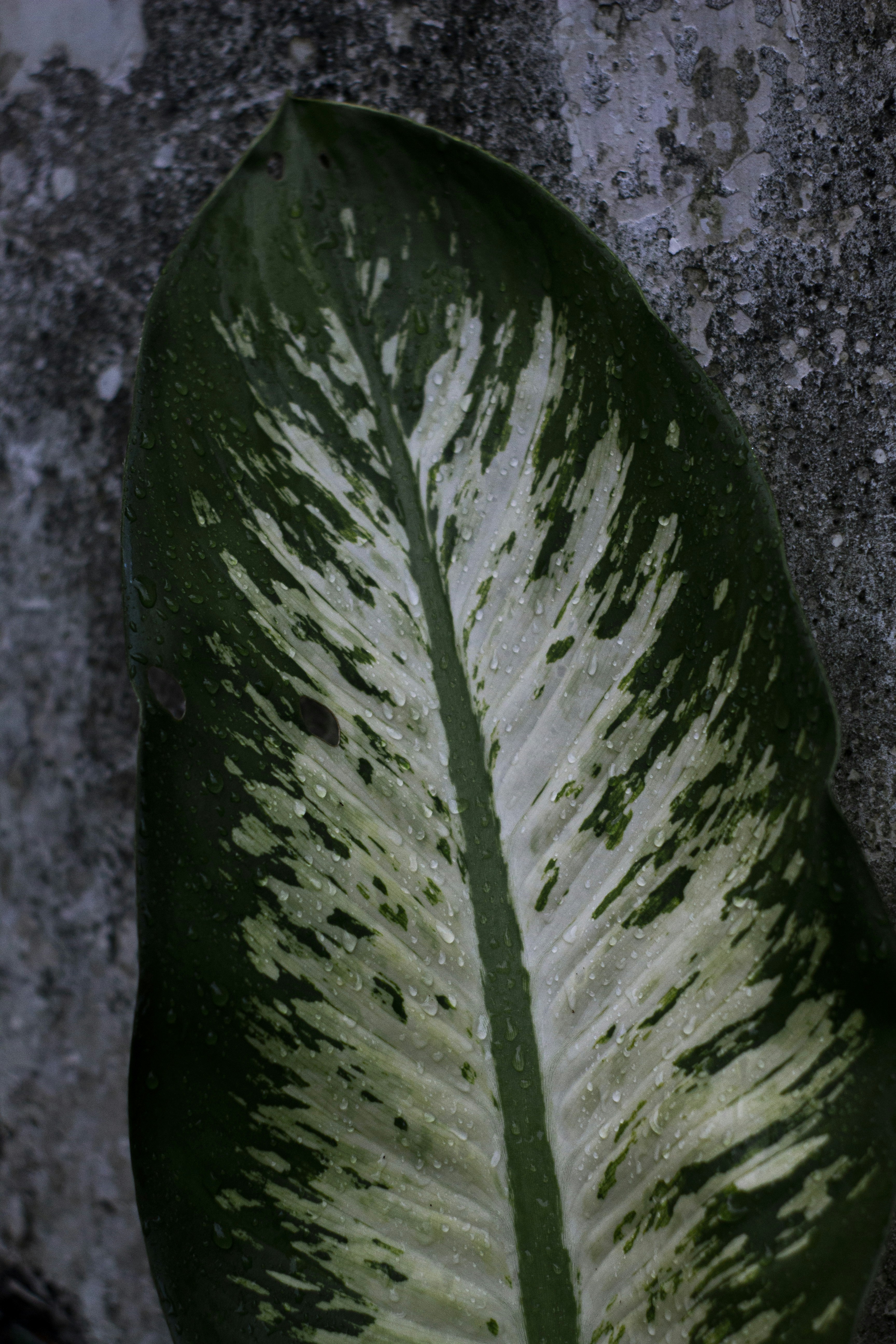 Close-up of a vibrant green leaf displaying intricate patterns and droplets of water against a textured background.