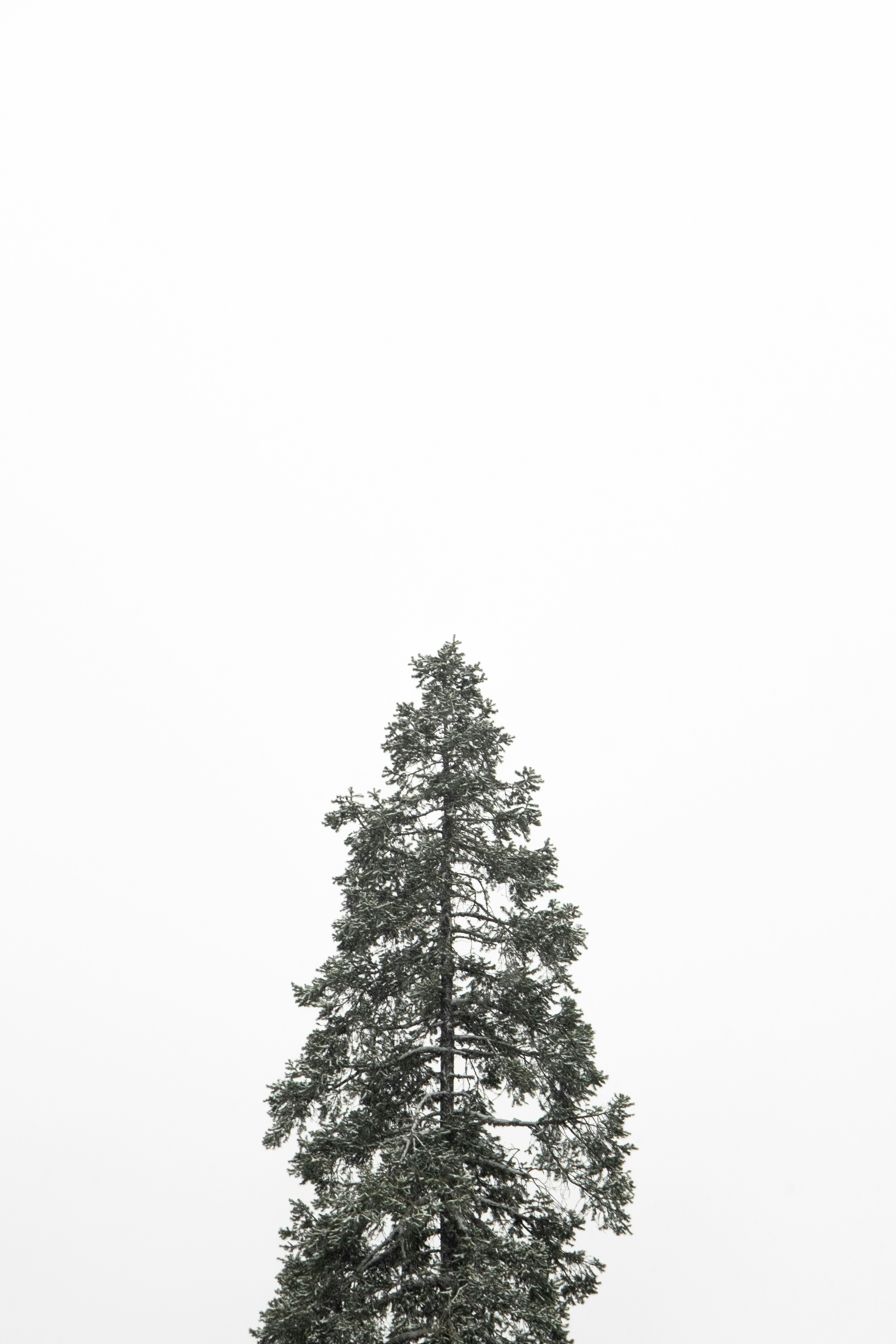 A tall evergreen tree dusted with snow stands against a blank, overcast sky, embodying the tranquility of a winter landscape.