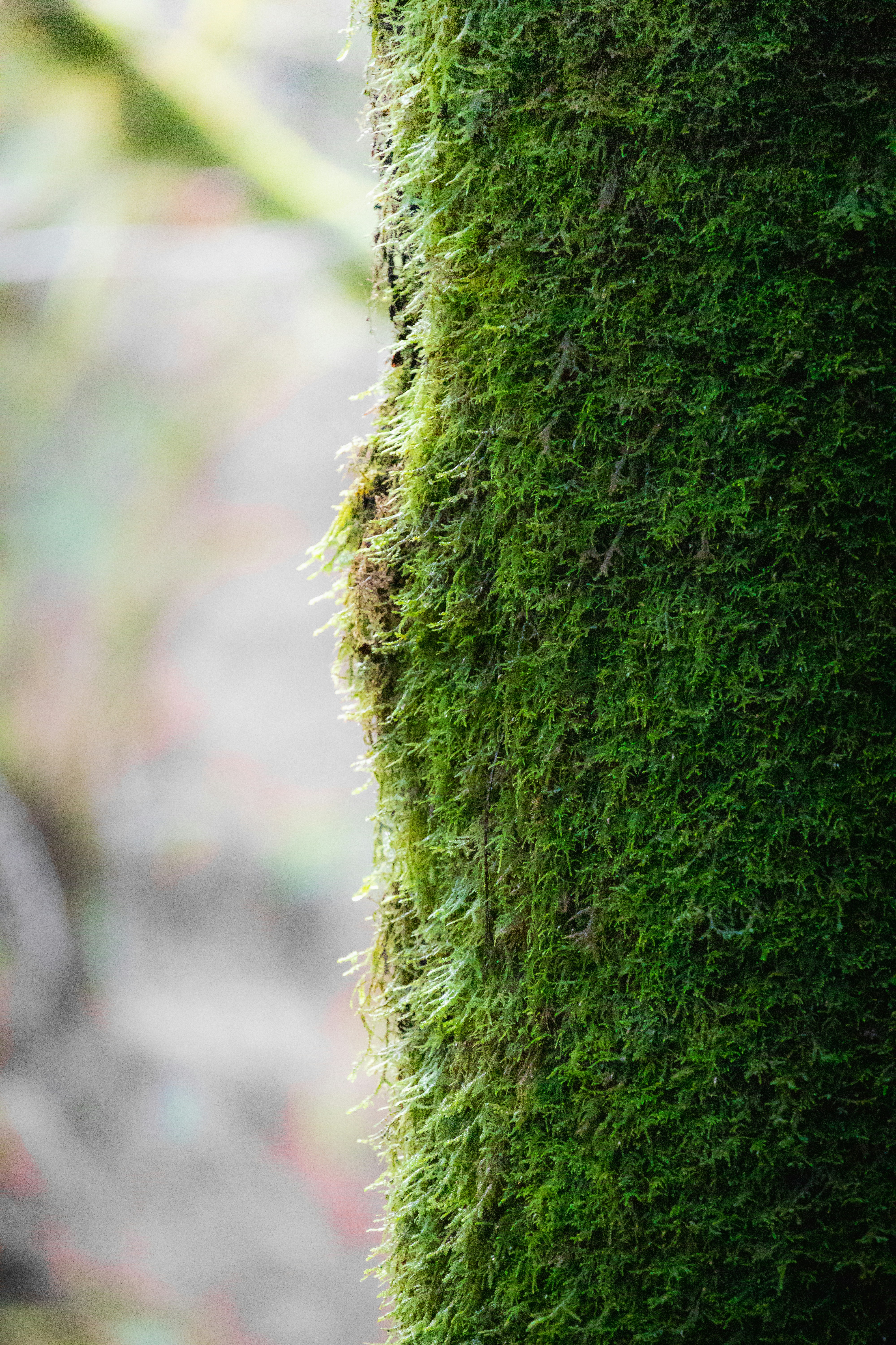 Tree Moss Up Close