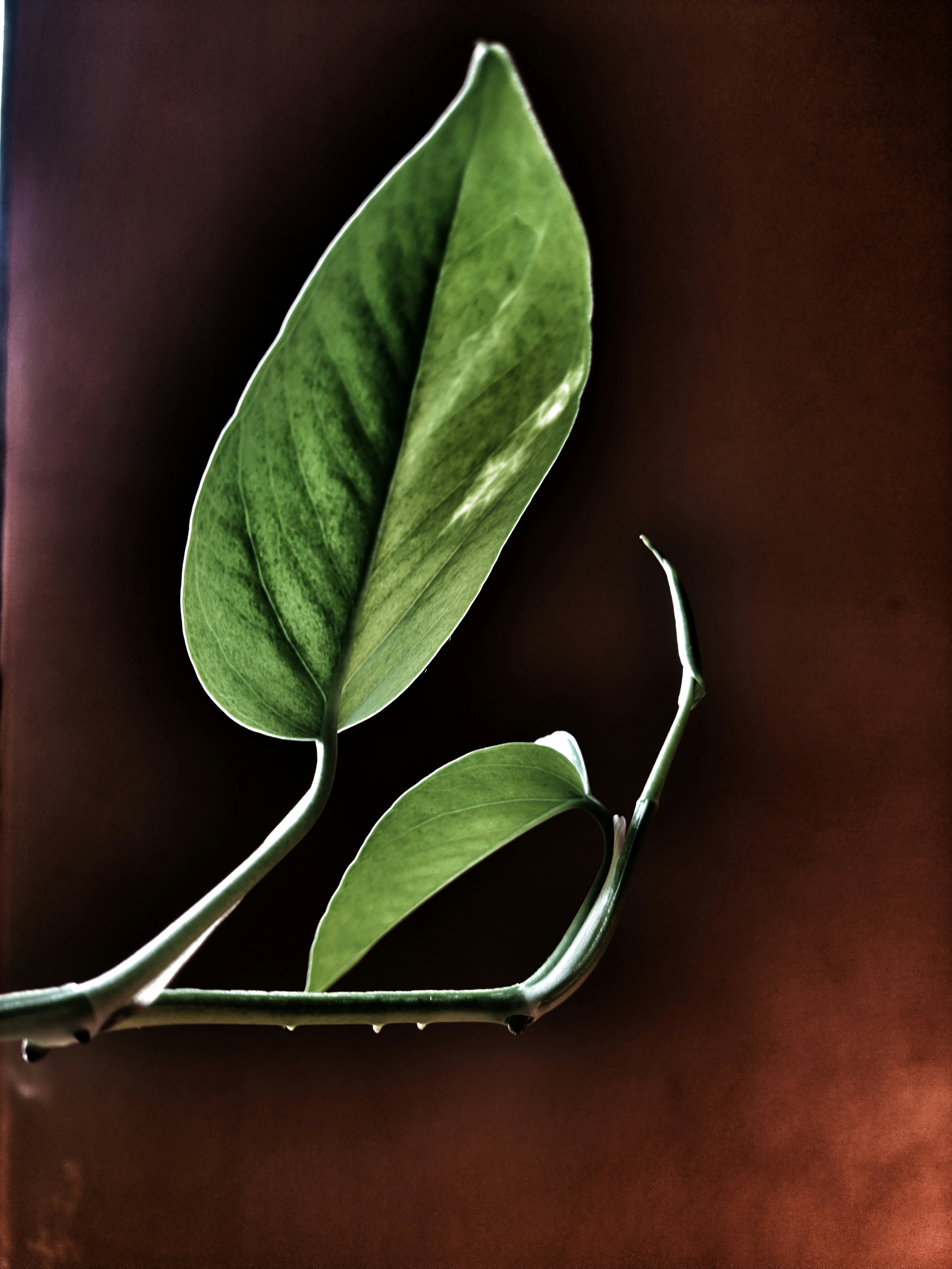 Green Leaf Tenderness on a Copper Backdrop