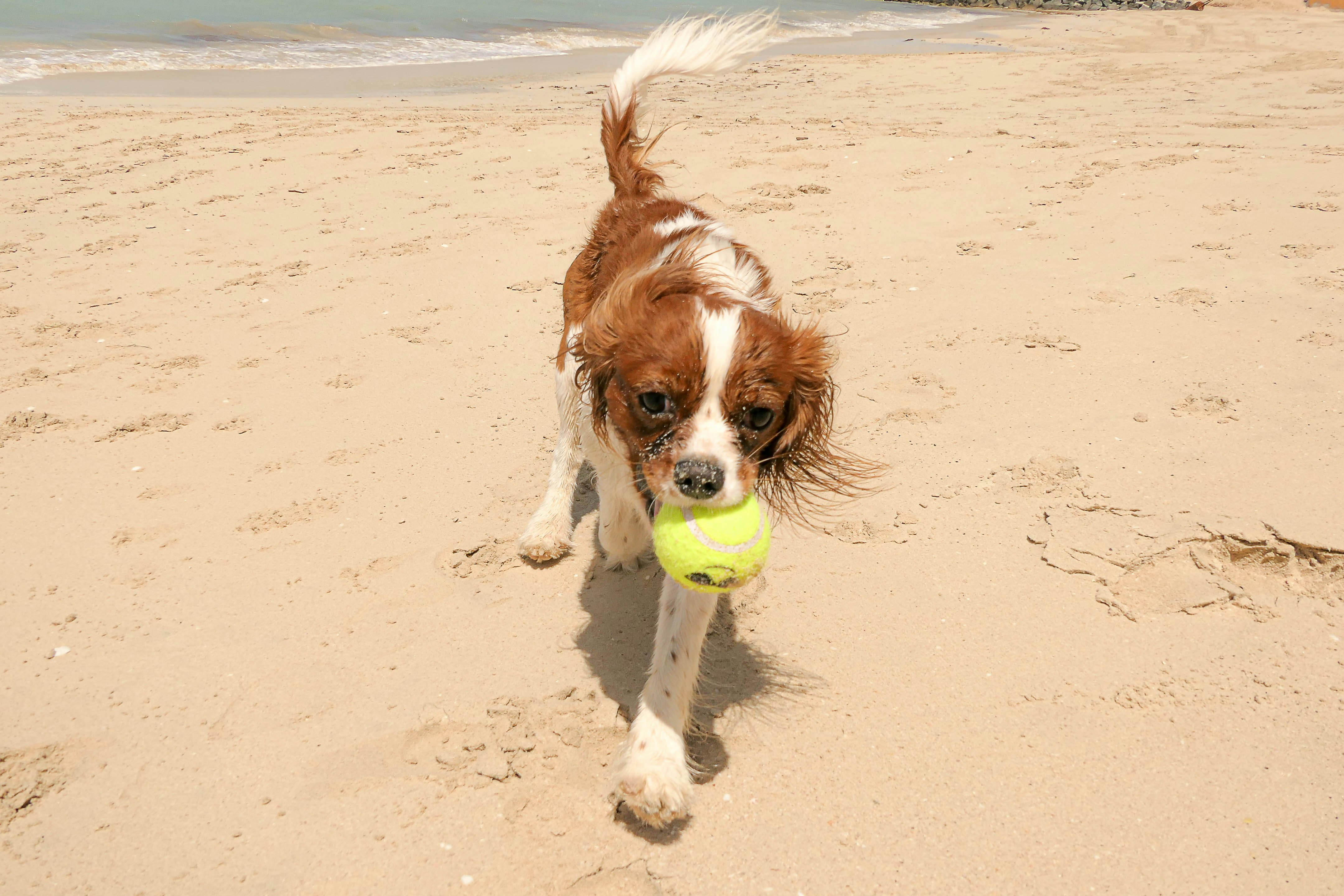 Sunlit Beach Sprint: Spaniel Chases a Bright Tennis Ball toward the Camera
