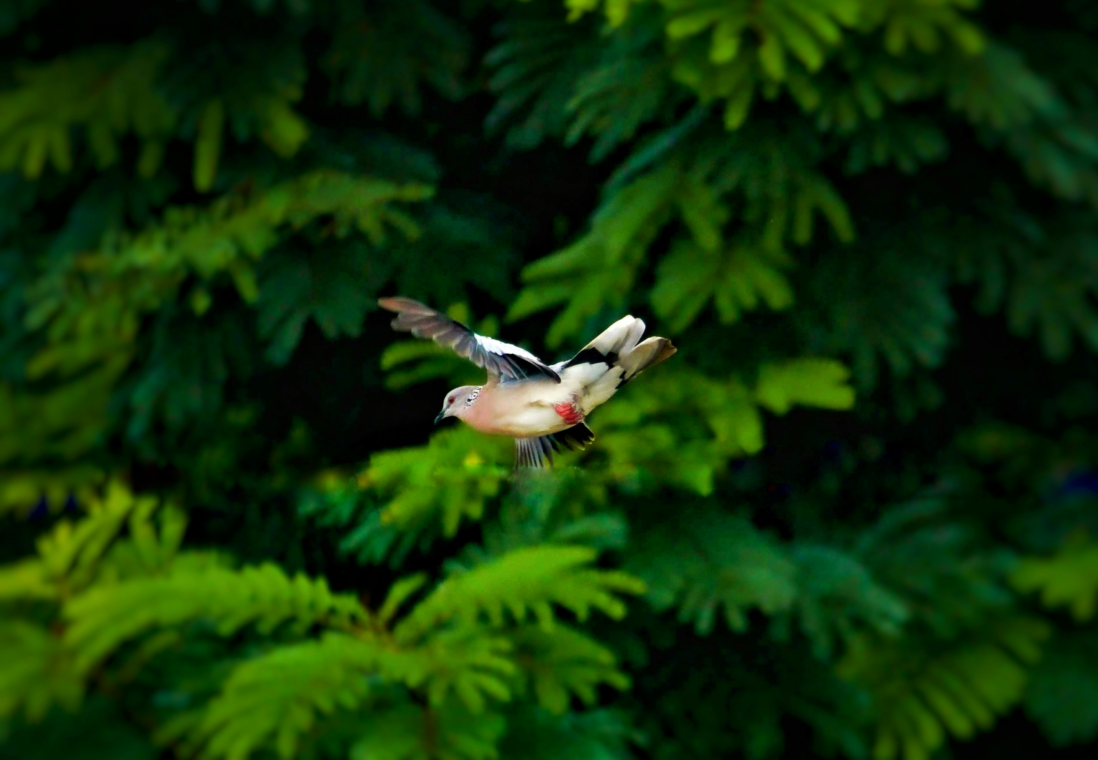 A bird gracefully in flight, wings spread wide, set against a vibrant backdrop of dense green foliage.