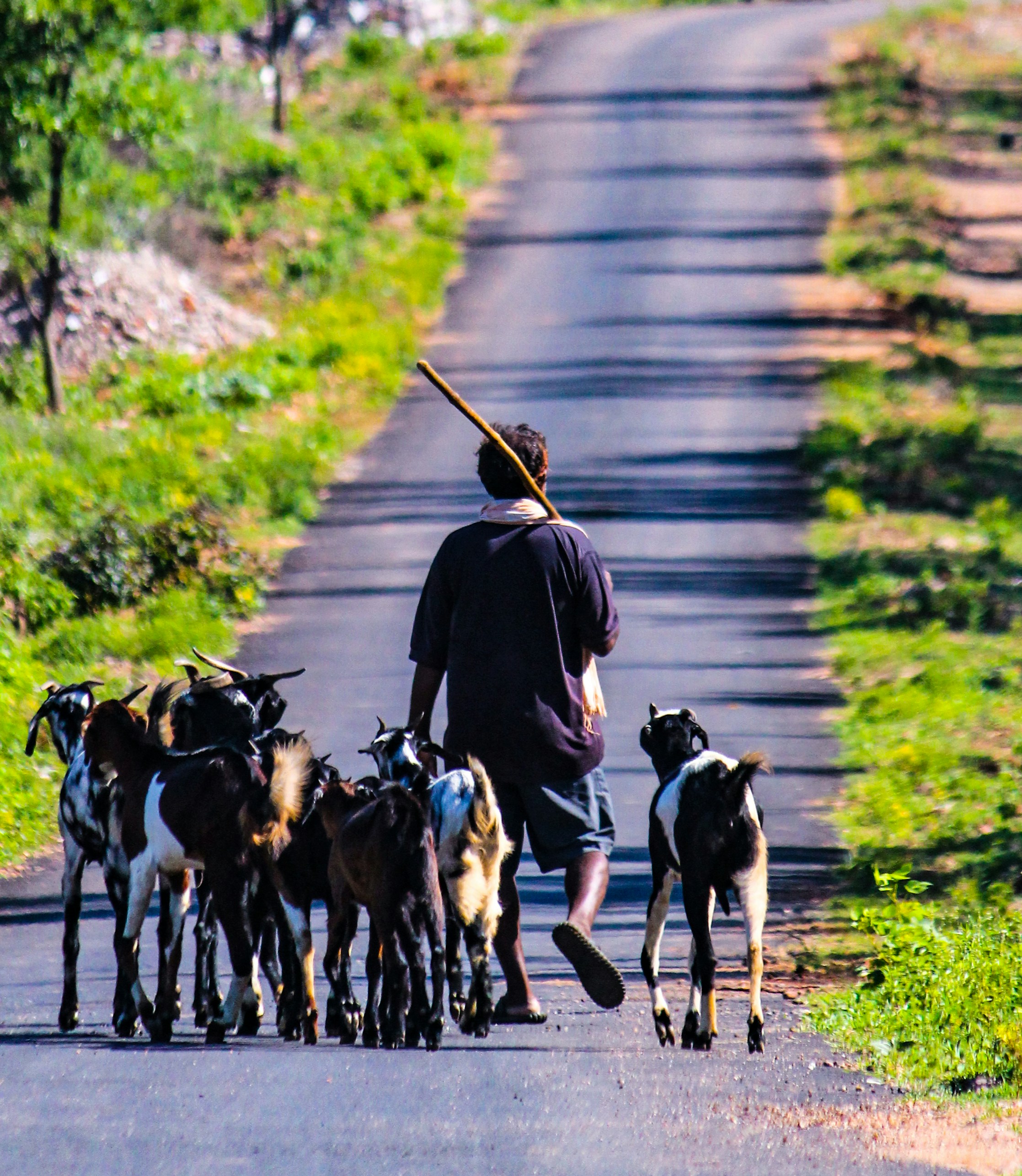 Trail of the Pack: A lone herder guides a dog caravan along a sunlit country road